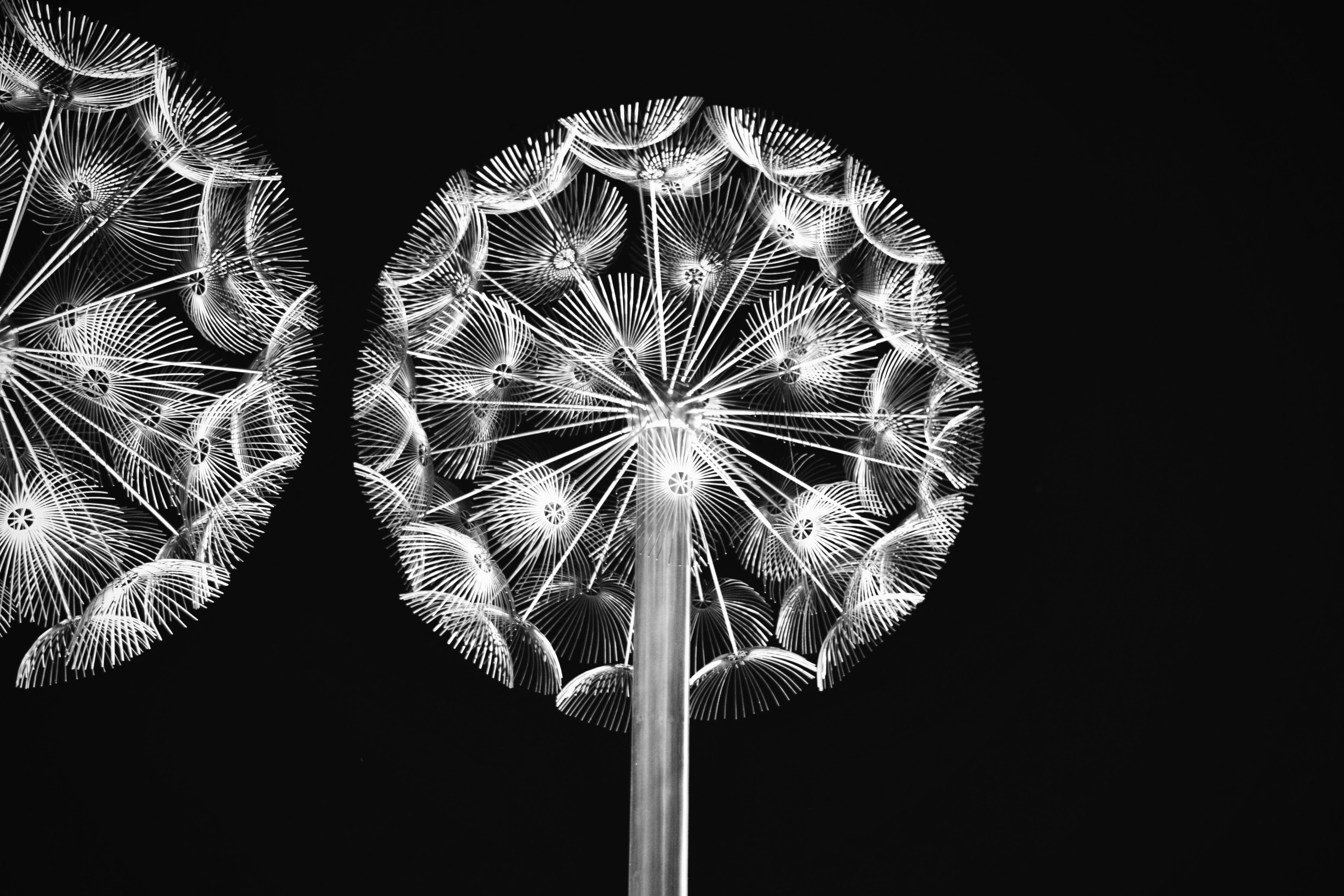 Luminous Dandelion Crown Against Velvet Night