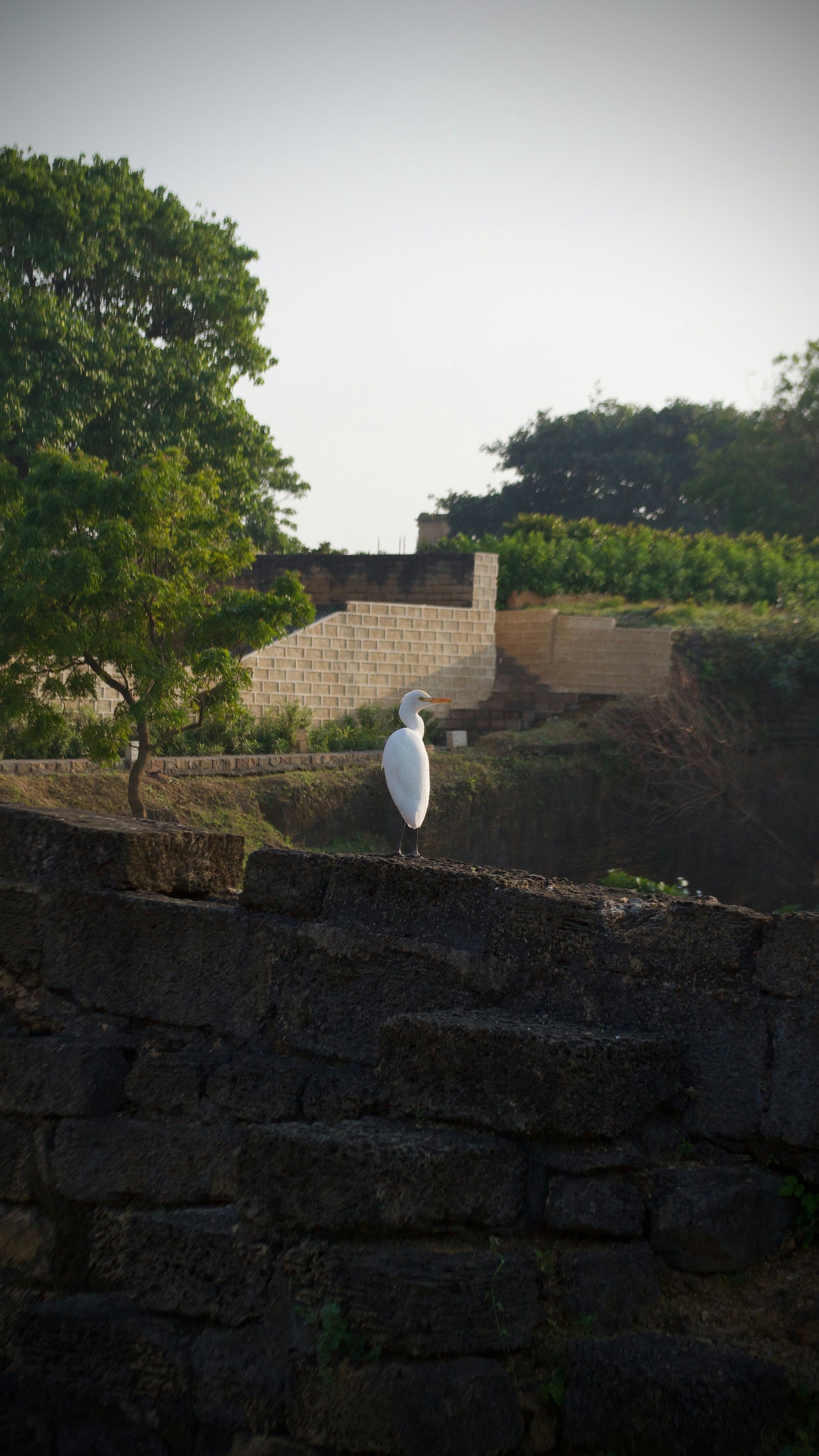 Egret on a Weathered Bastion: Quiet Sentinel Over Verdant Stone