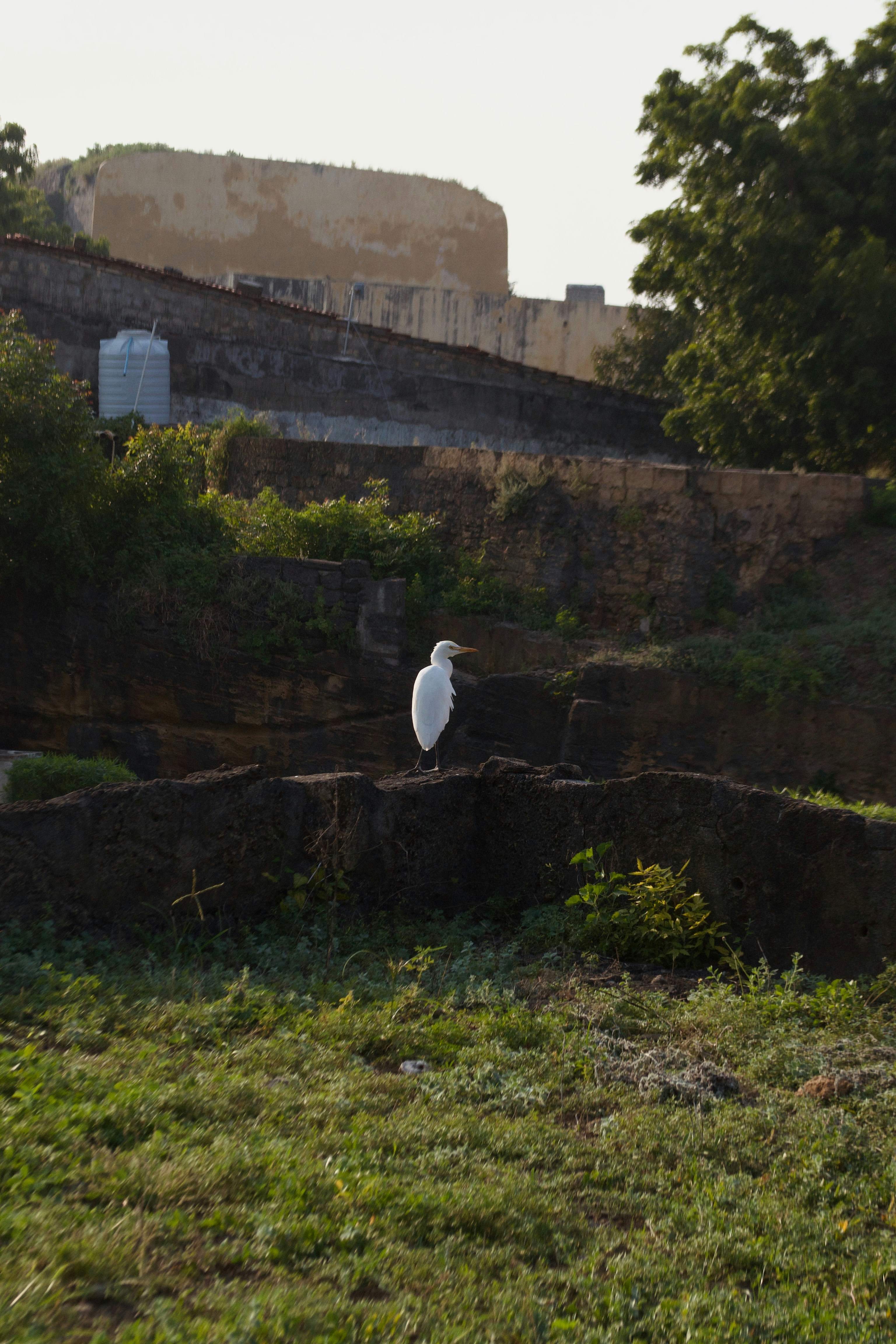 White Heron on the Stone Outcrop Amid Ancient Walls