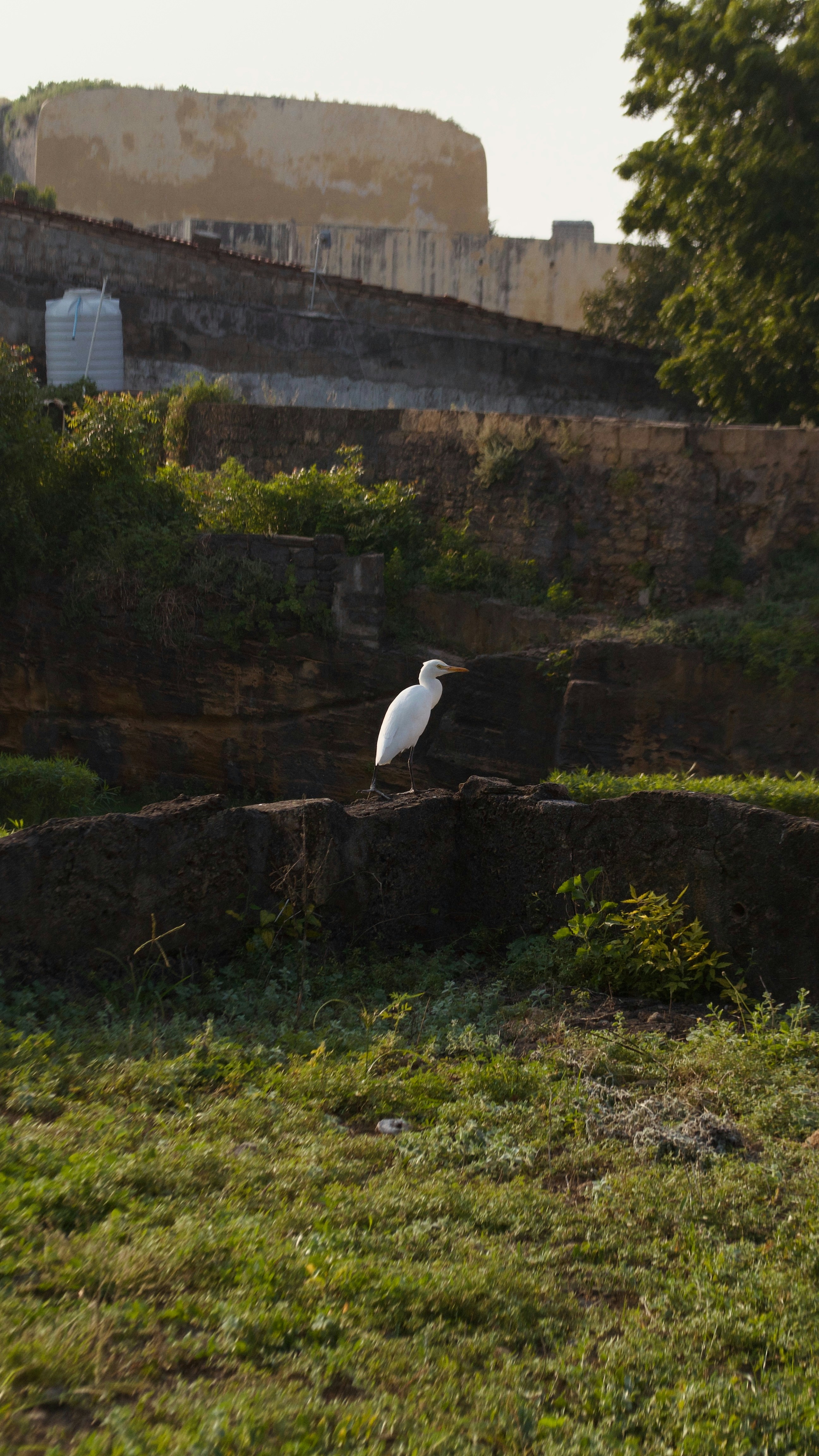 Egret on a Weathered Terrace Among Ruins