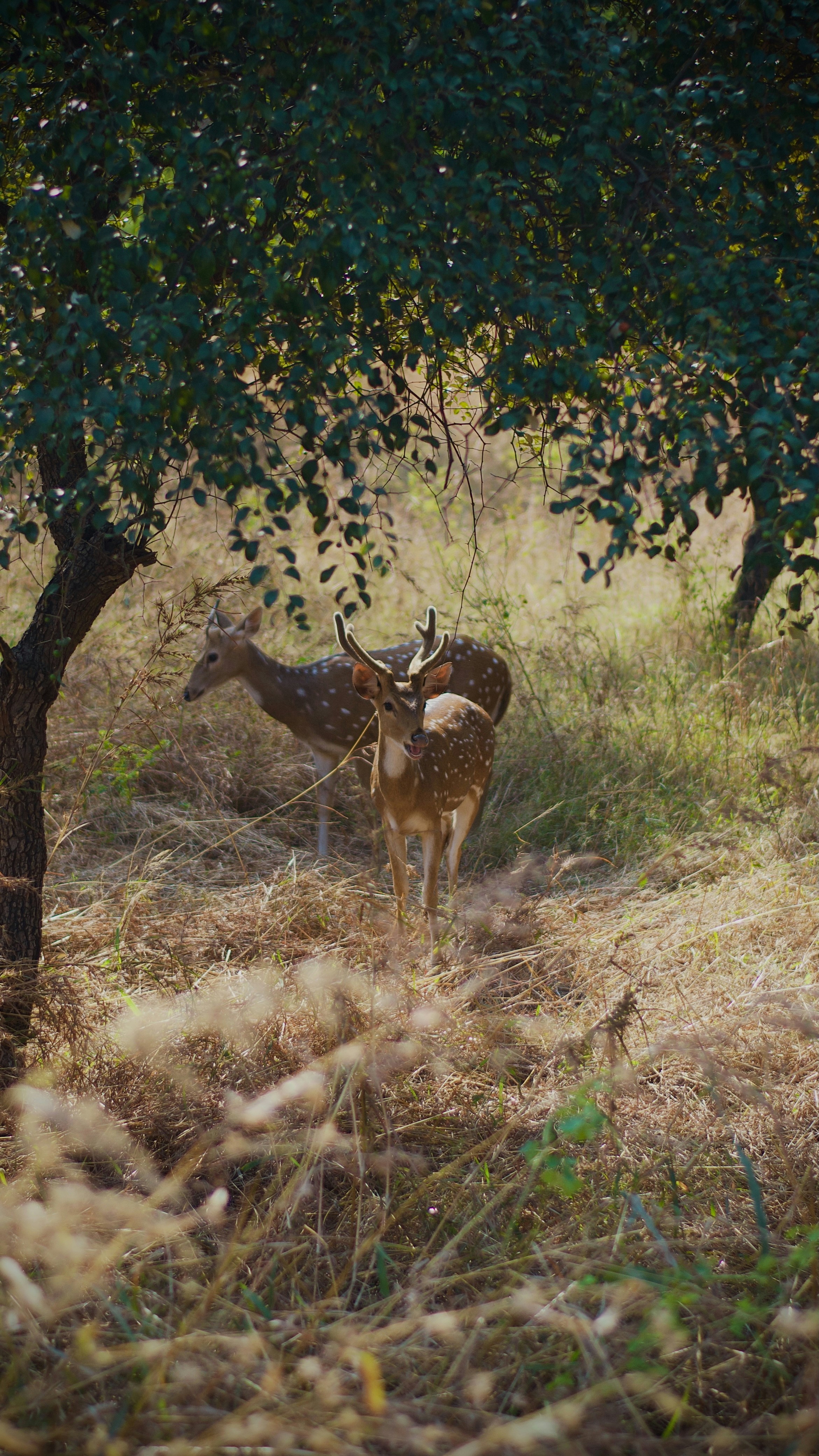 Dappled Clearing: Two Antlered Deer Pause in the Shade