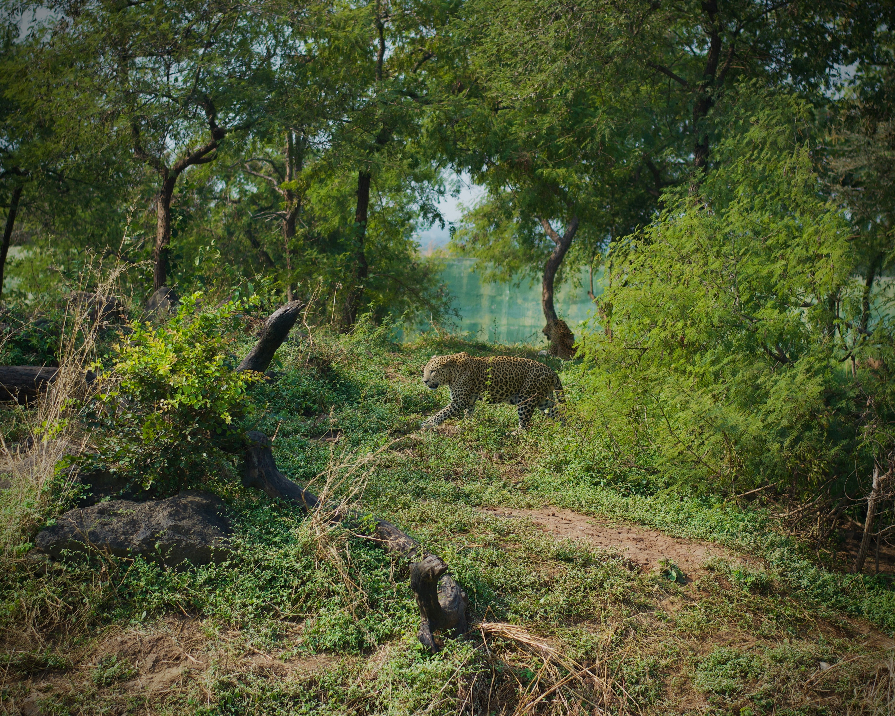 Verdant Corridor Stalker: Leopard Pauses Along a Shaded Path