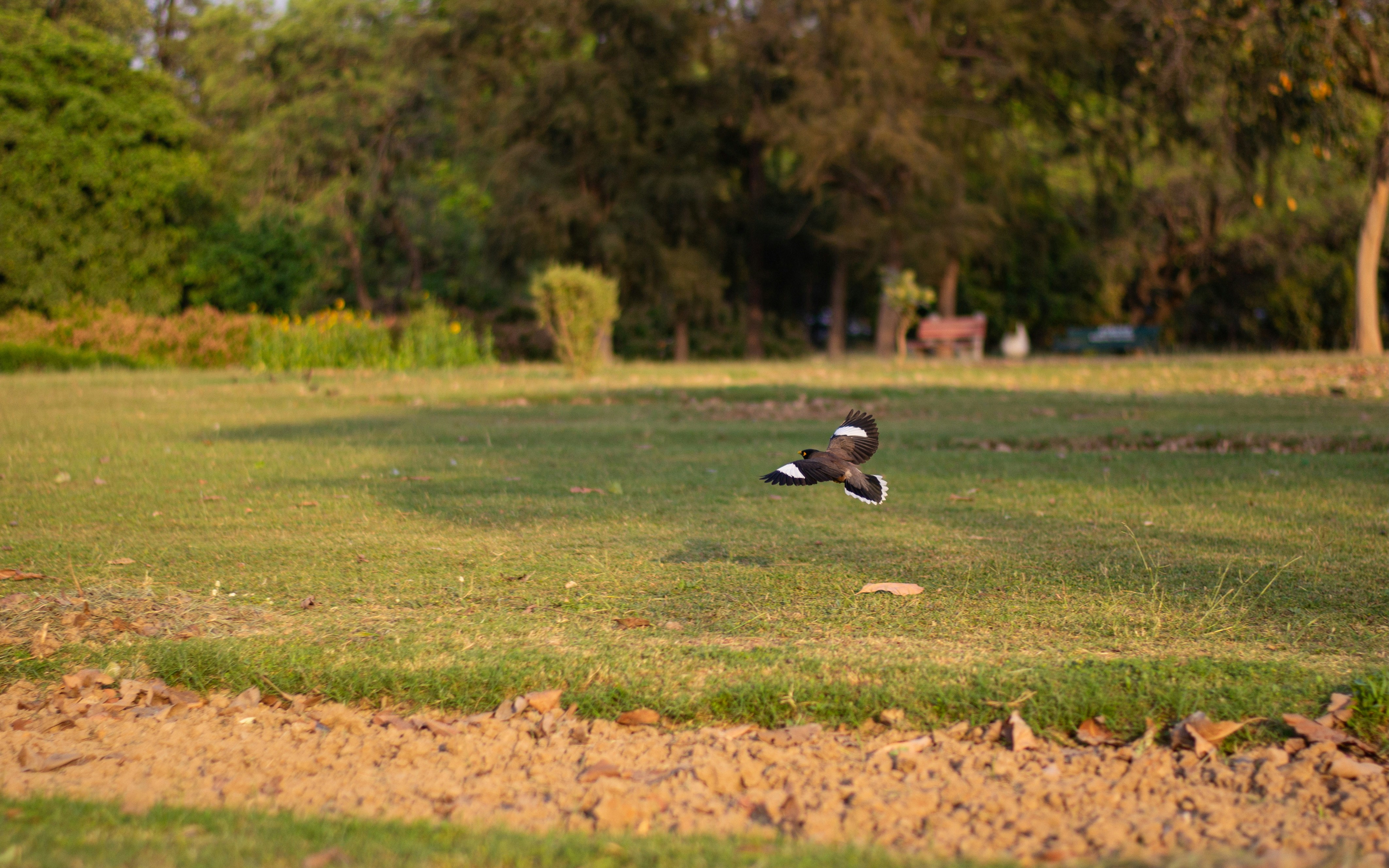 Centered Glide: A Duck in Quiet Park Flight