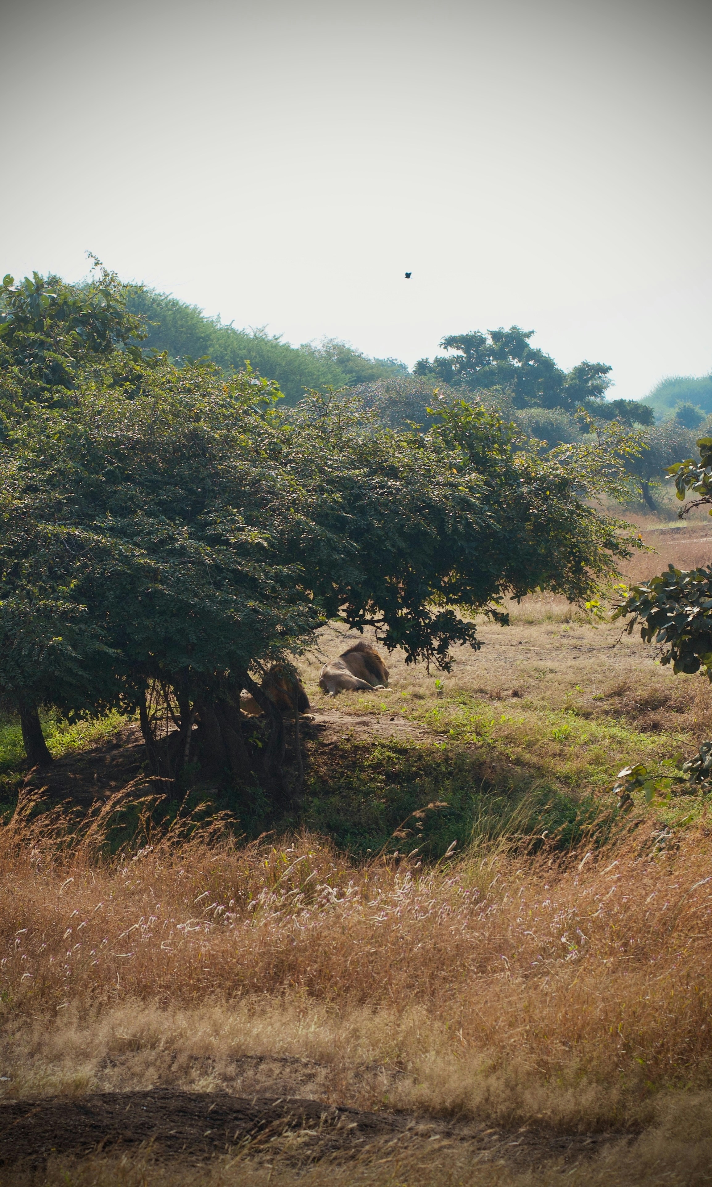 Resting Elephant Beneath a Leafy Canopy in a Sunlit Savanna