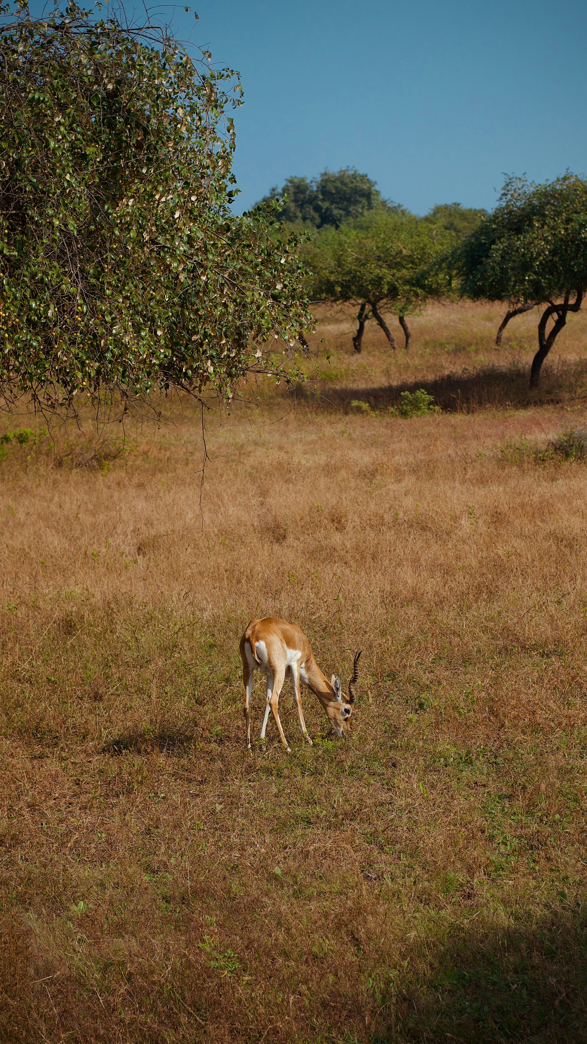 Amber Grazing: A Lone Gazelle Beneath a Leaf-Dotted Canopy
