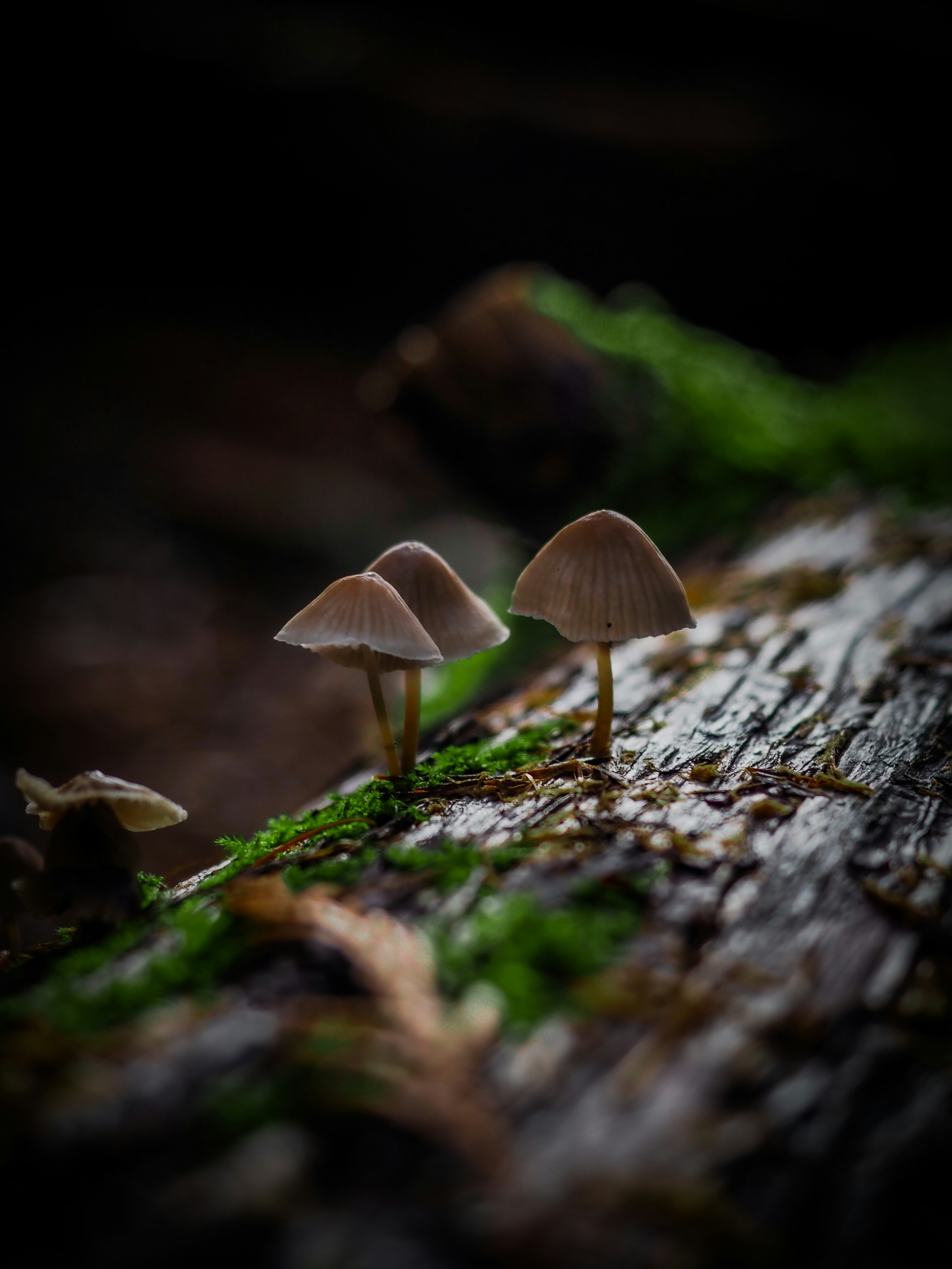 Three small mushrooms grow out of a mossy log.