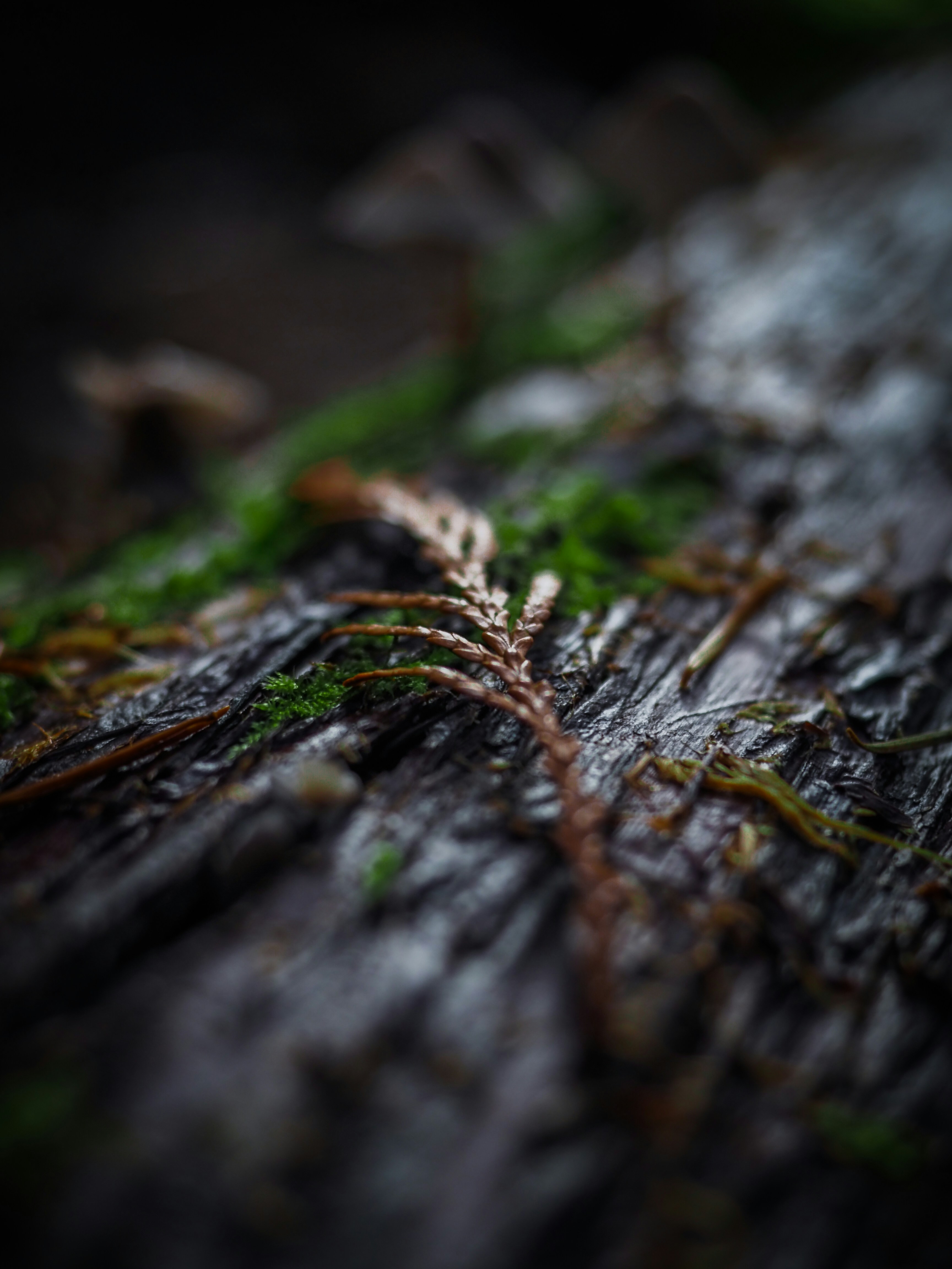 A fall colored pine rest on a mossy wet log.