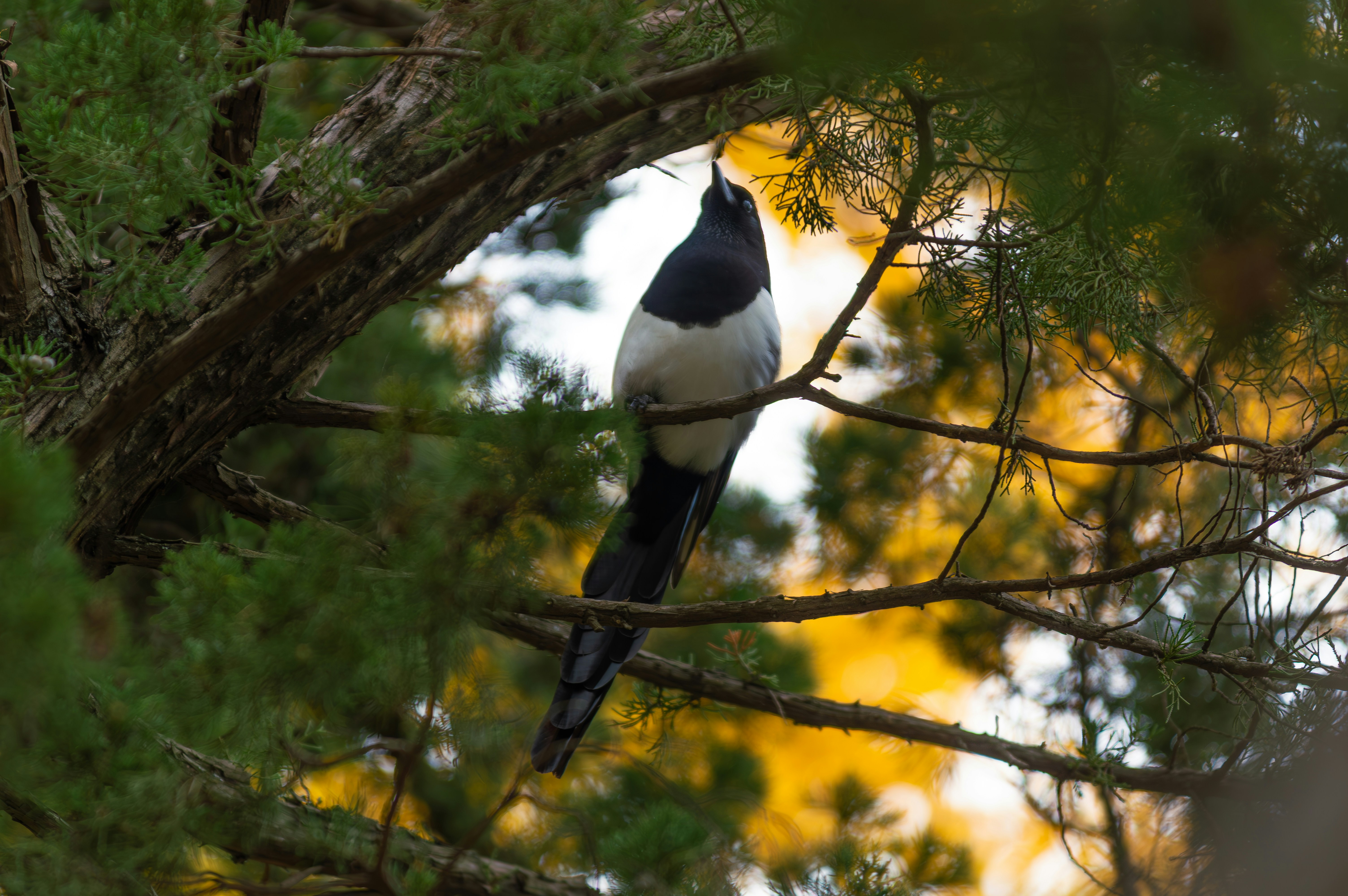 Magpie in Golden Hour: Perch Among Pine Needles with Amber Bokeh