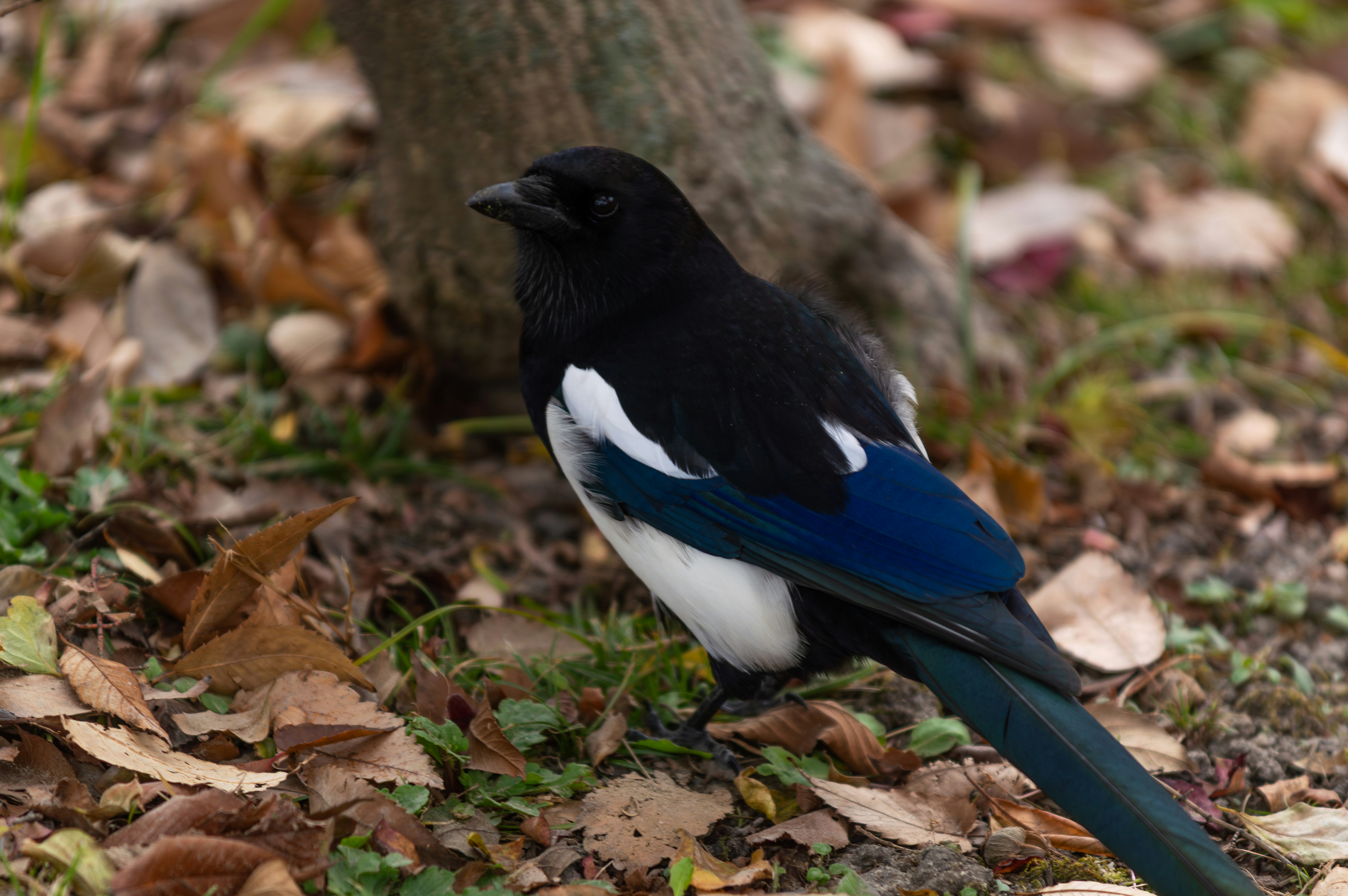 Autumn Ground Scout: A Magpie Among Fallen Leaves