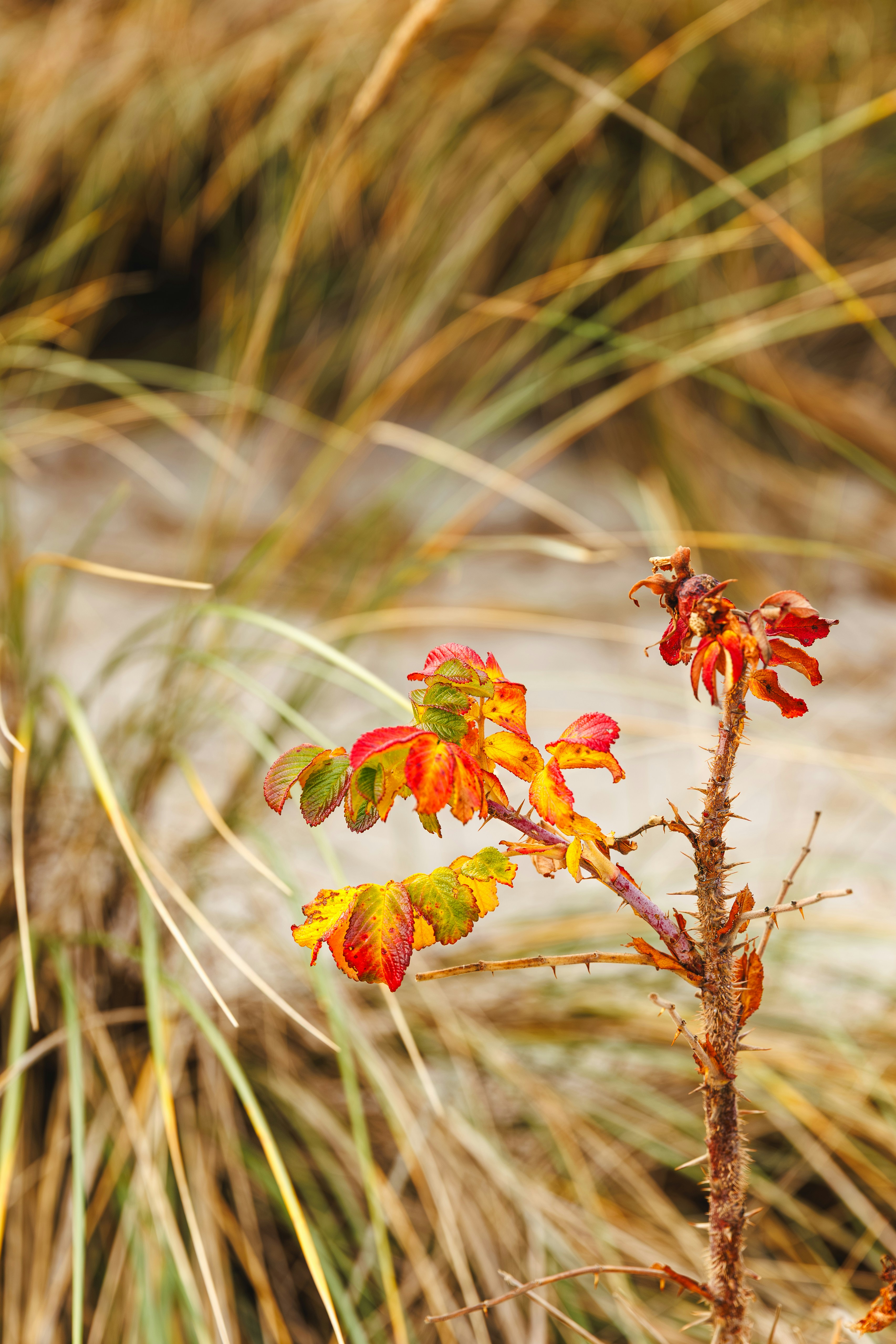 Crimson Ember on a Tender Stem: Close-Up of Autumn Leaves Among Blades