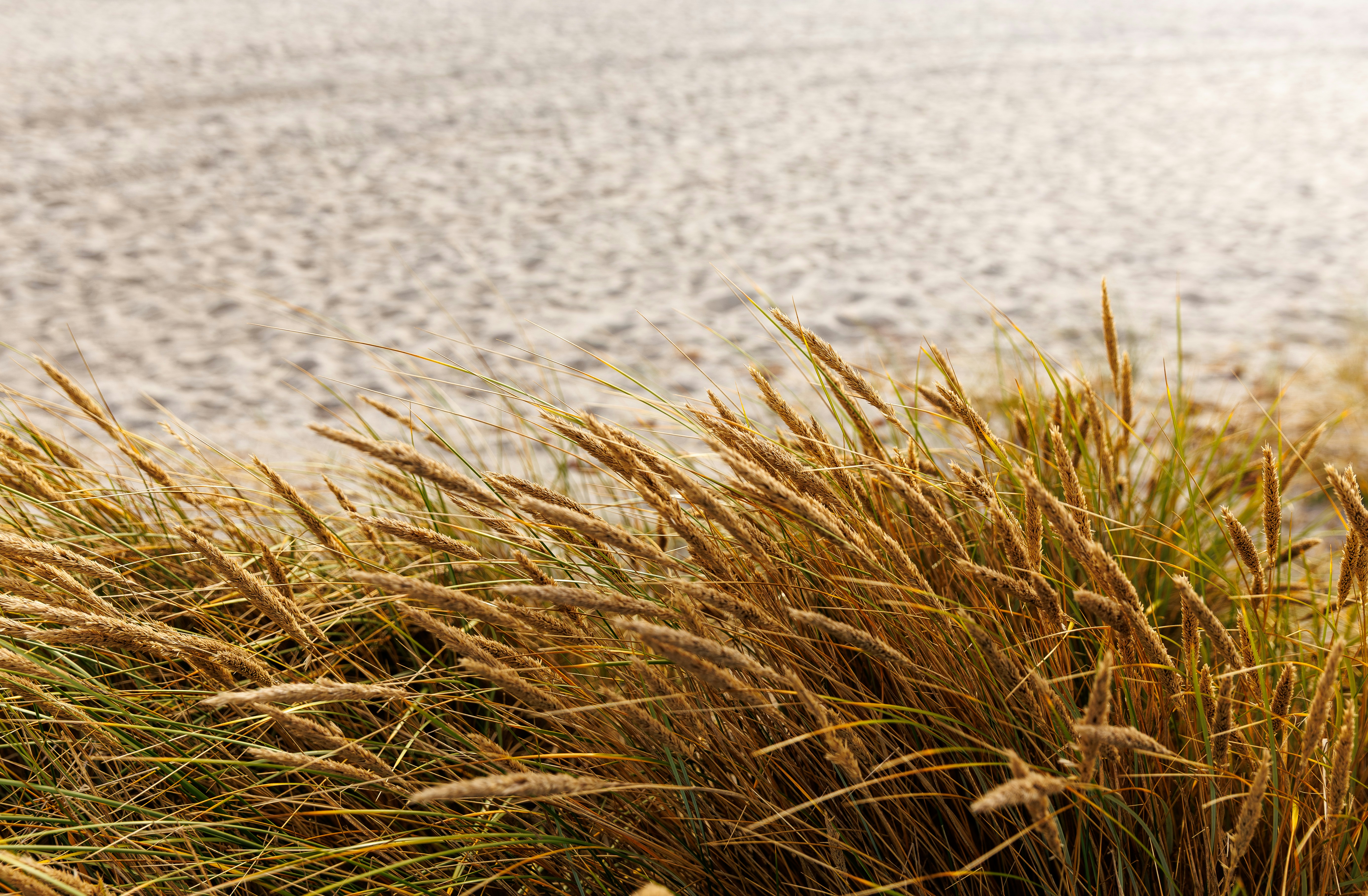 Golden Reed Tufts at the Shoreline: a Quiet Lake Study