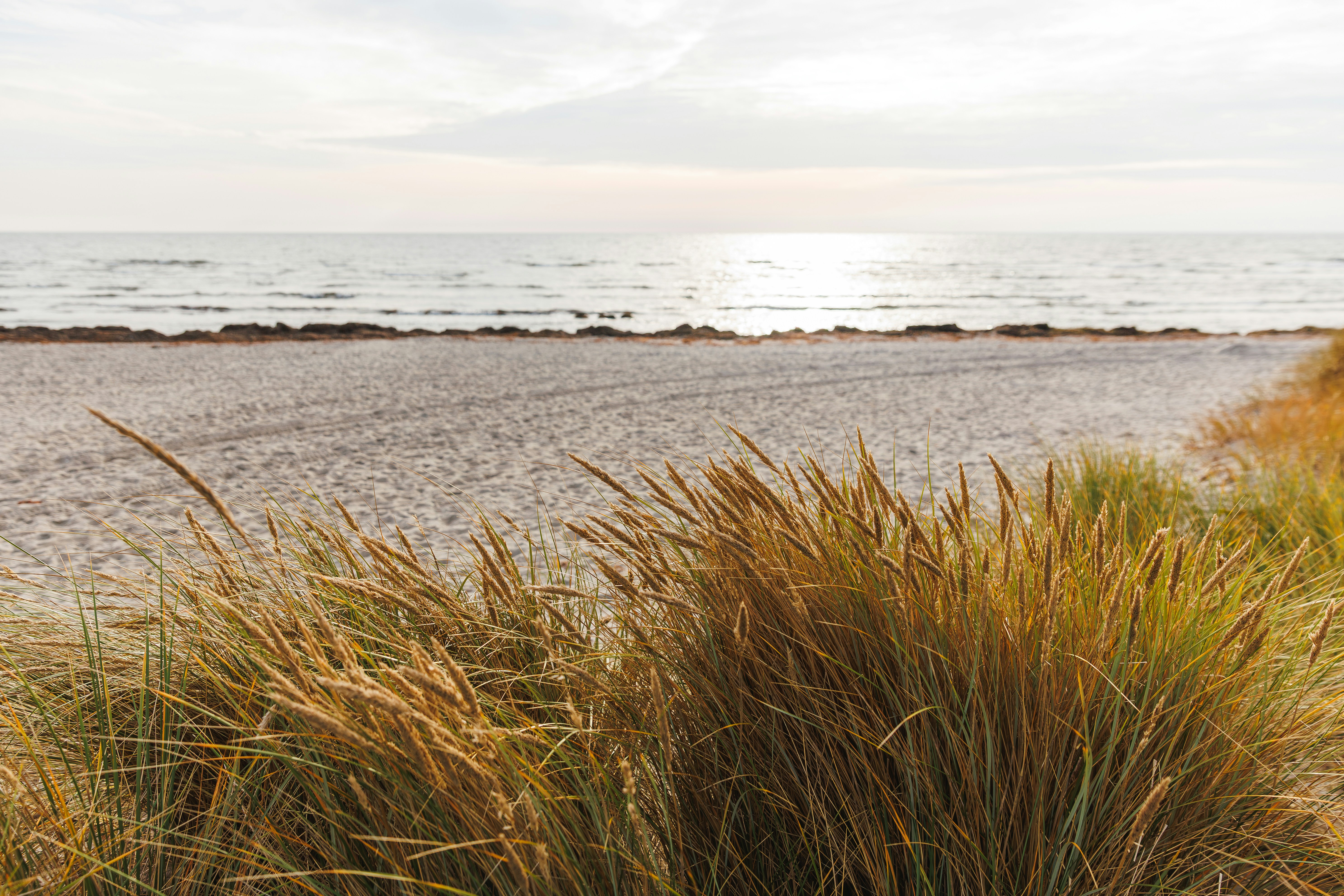 Amber Tufts Framing a Serene Dusk Shore