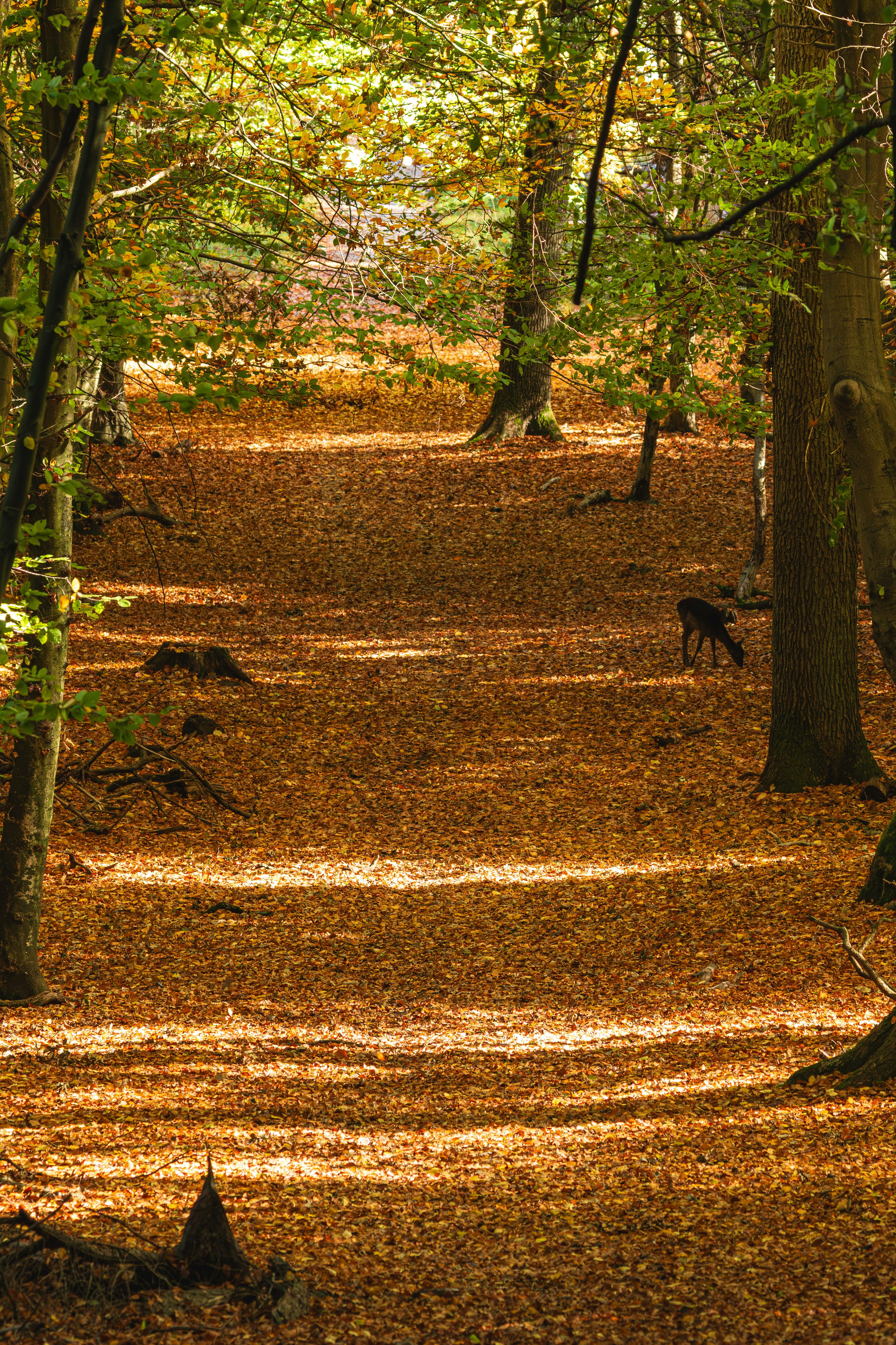 Autumn Forest Floor Covered in Brown Leaves