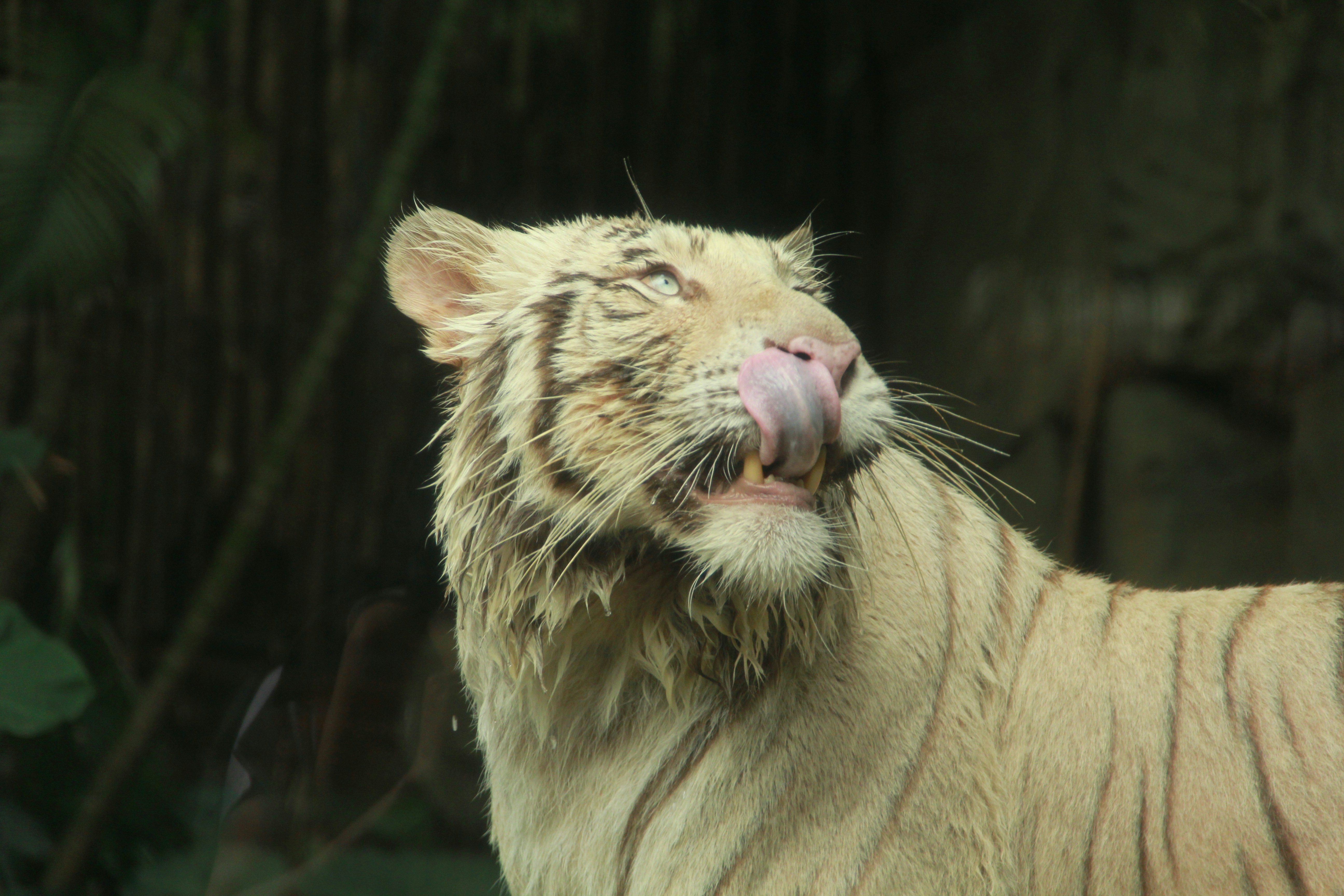 Tongue-Tilt in Shadow: A Damp Tiger Close-Up