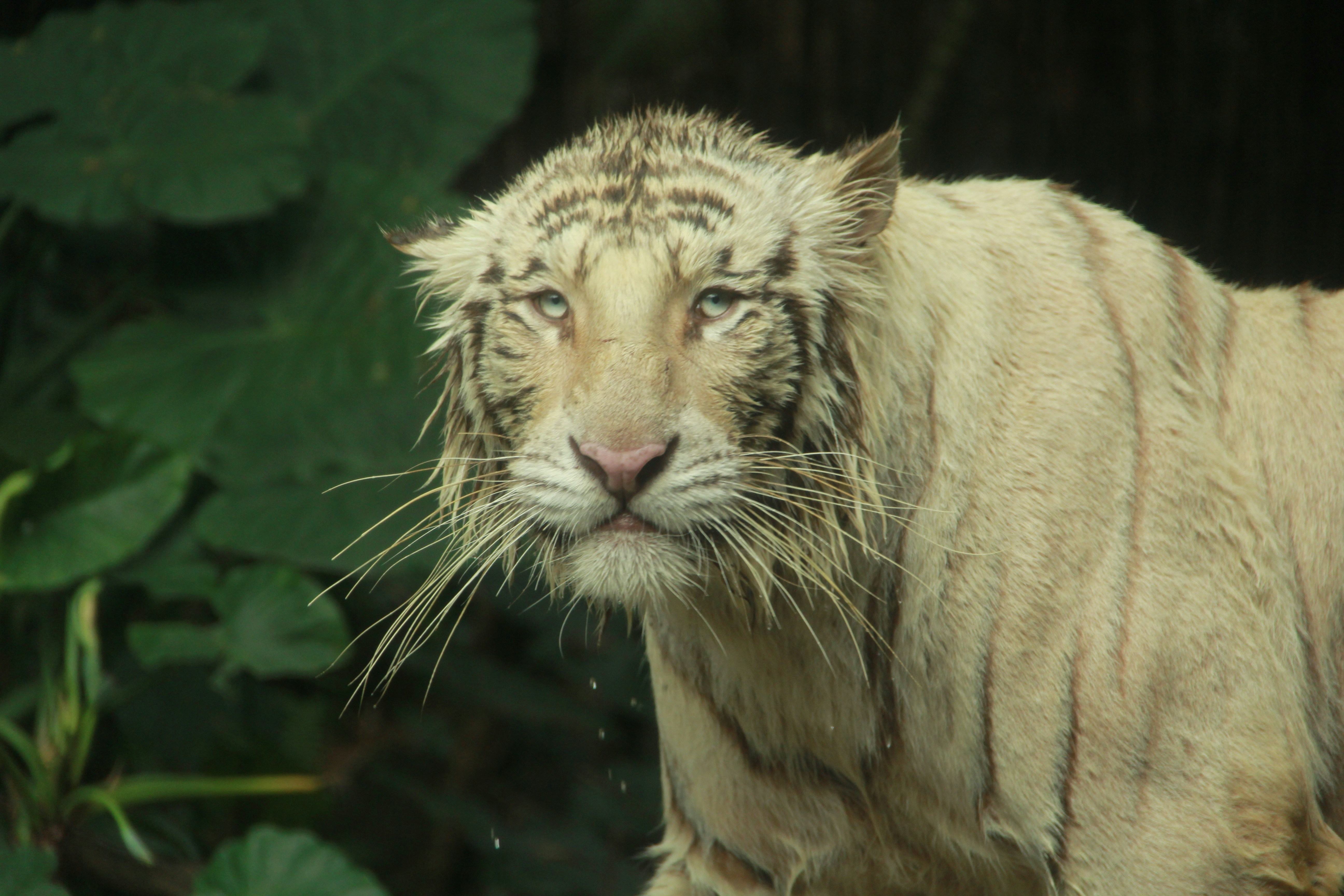 Direct gaze of a rain-kissed Bengal tiger framed by jungle greens