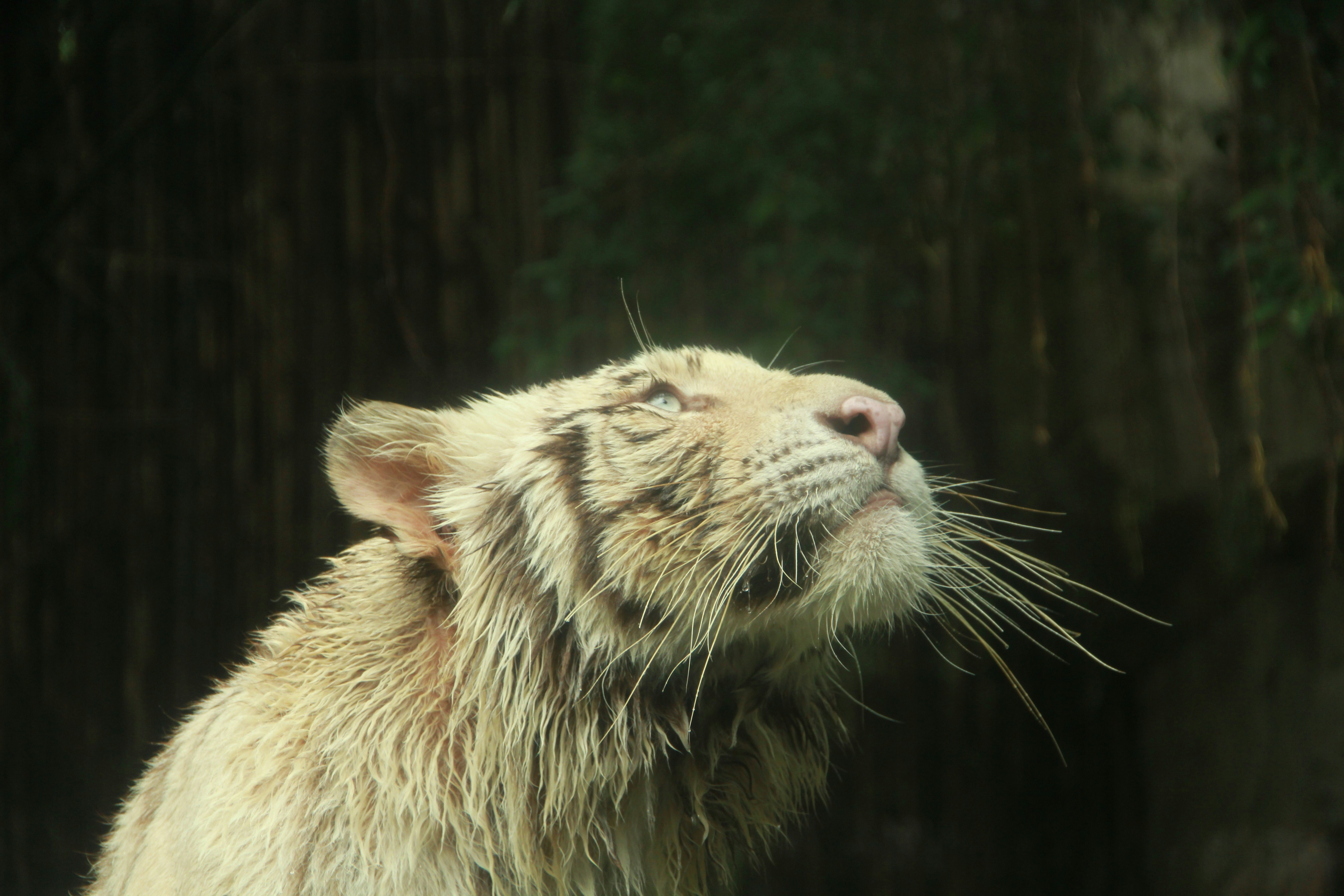 Whiskers to the Light: A Quiet Forest Gaze