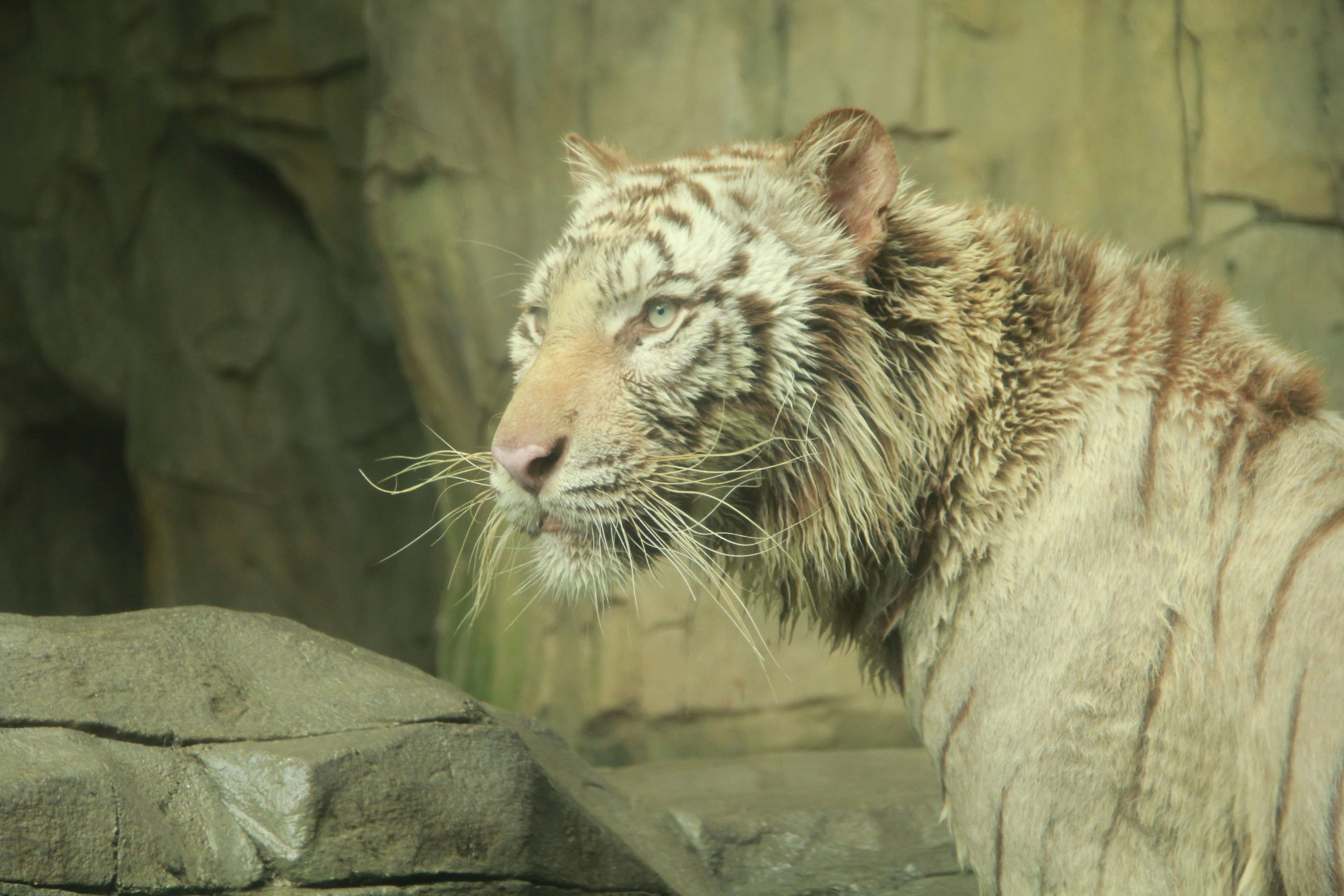 Photographed on May 9, 2017.One-day tour of Chimelong Safari Park