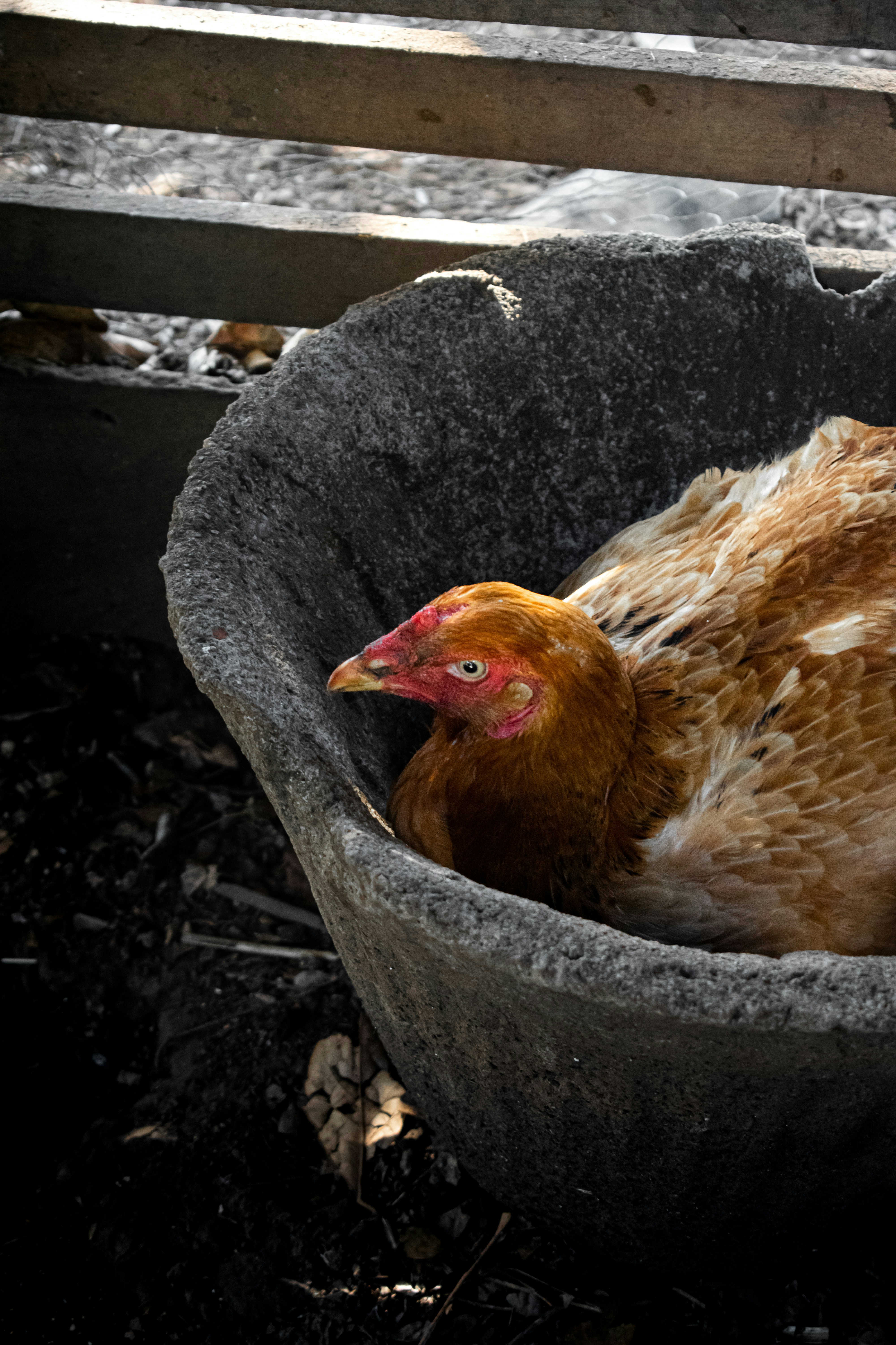 Concrete Basin Roost: A Hen Nestled in Weathered Light