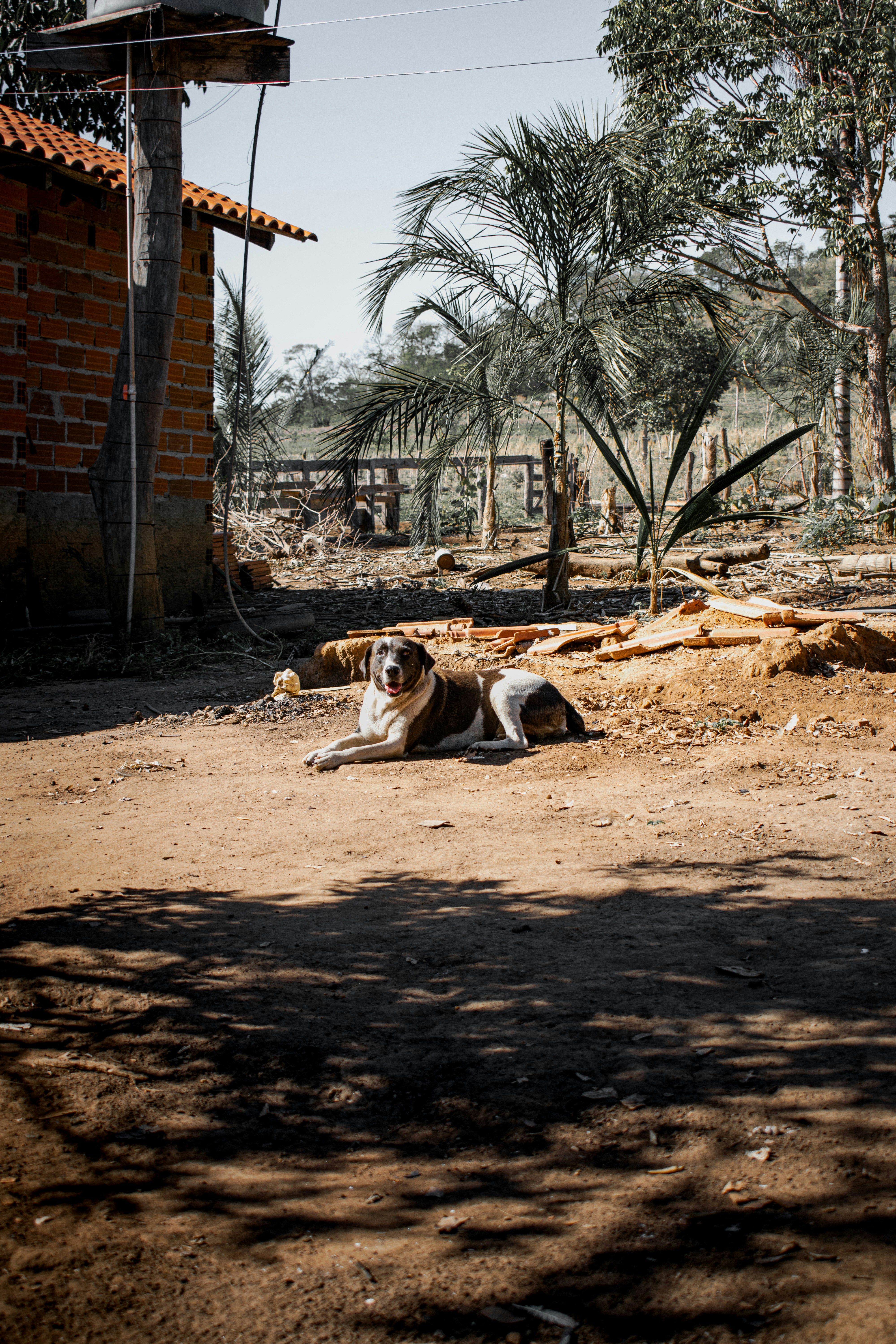 Lying in the Sun: a hound at rest amid a rural yard