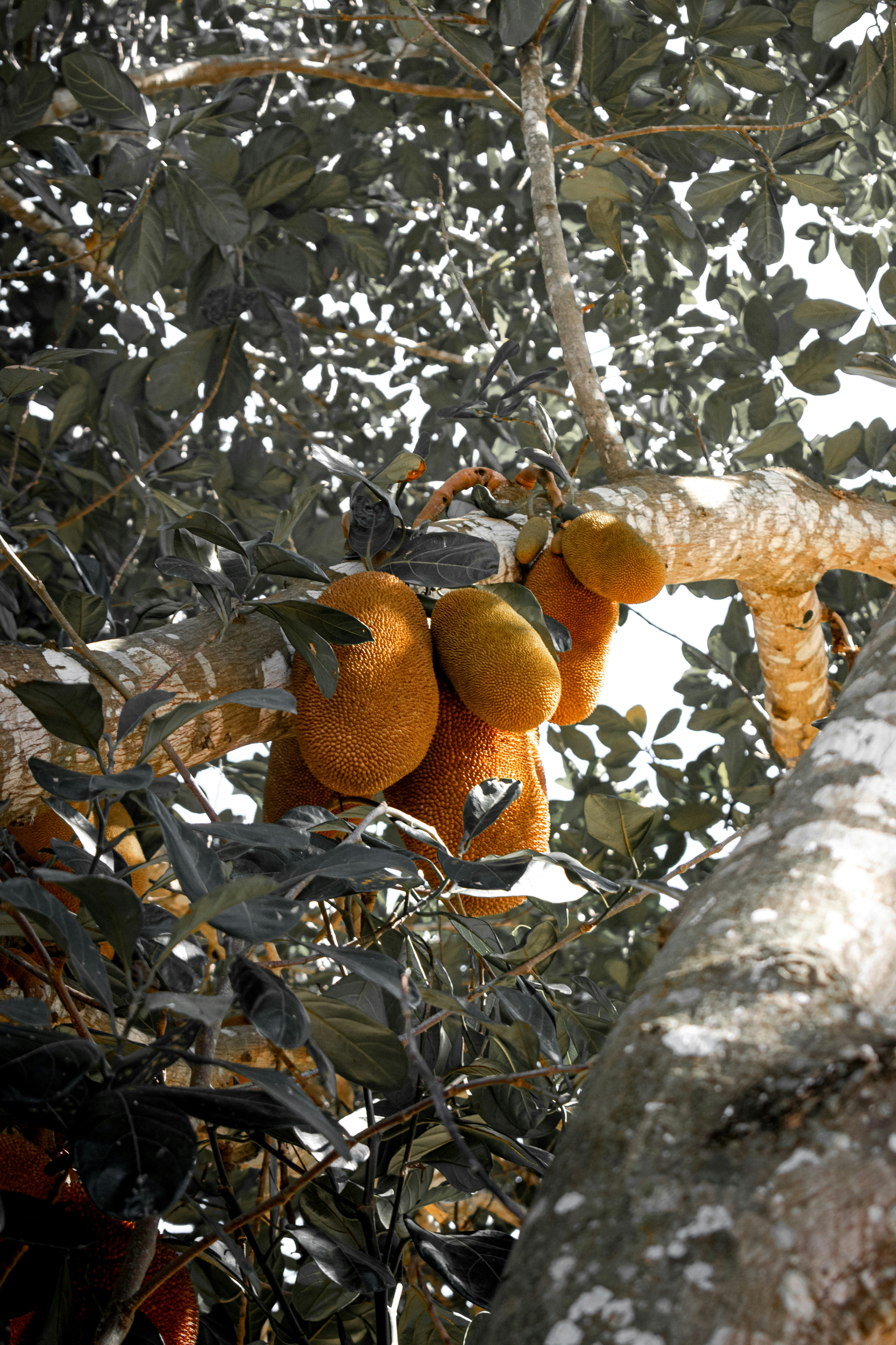 Canopy Harvest: A Sunlit Cluster of Orange Fruits Clinging to a Branch