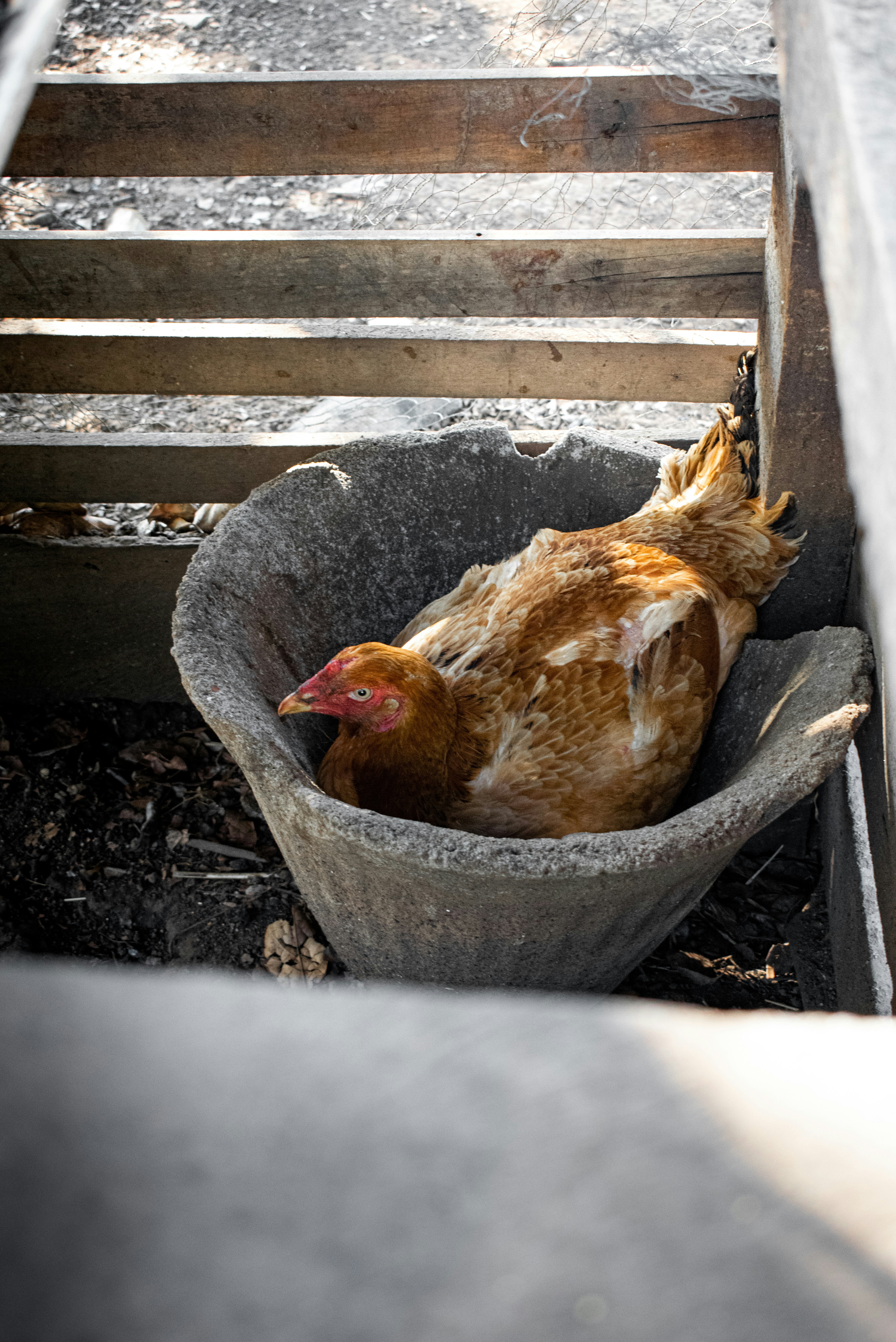 Cozy Haven: Brown Hen Resting in a Weathered Concrete Trough