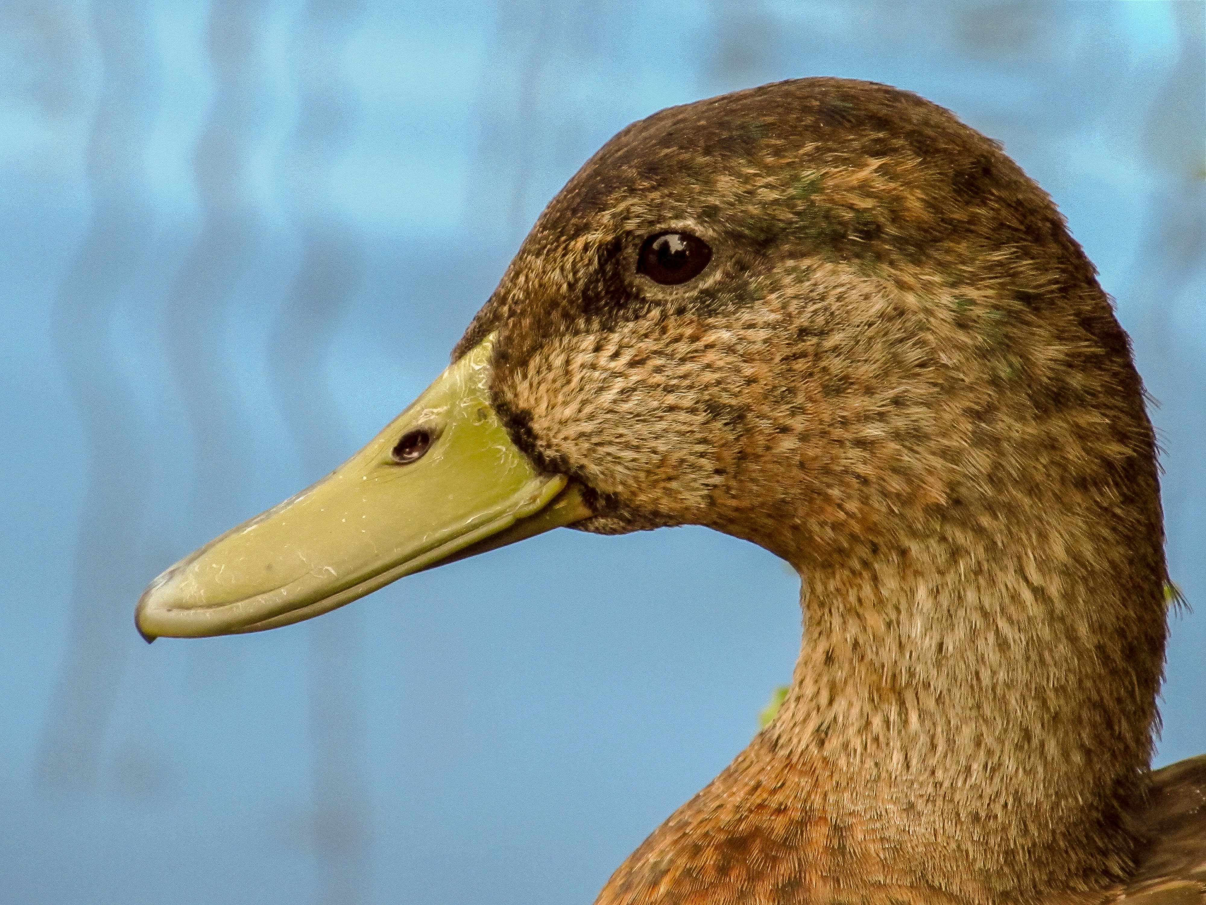 Photo by MAURO FOSSATI with Canon PowerShot SX130 IS