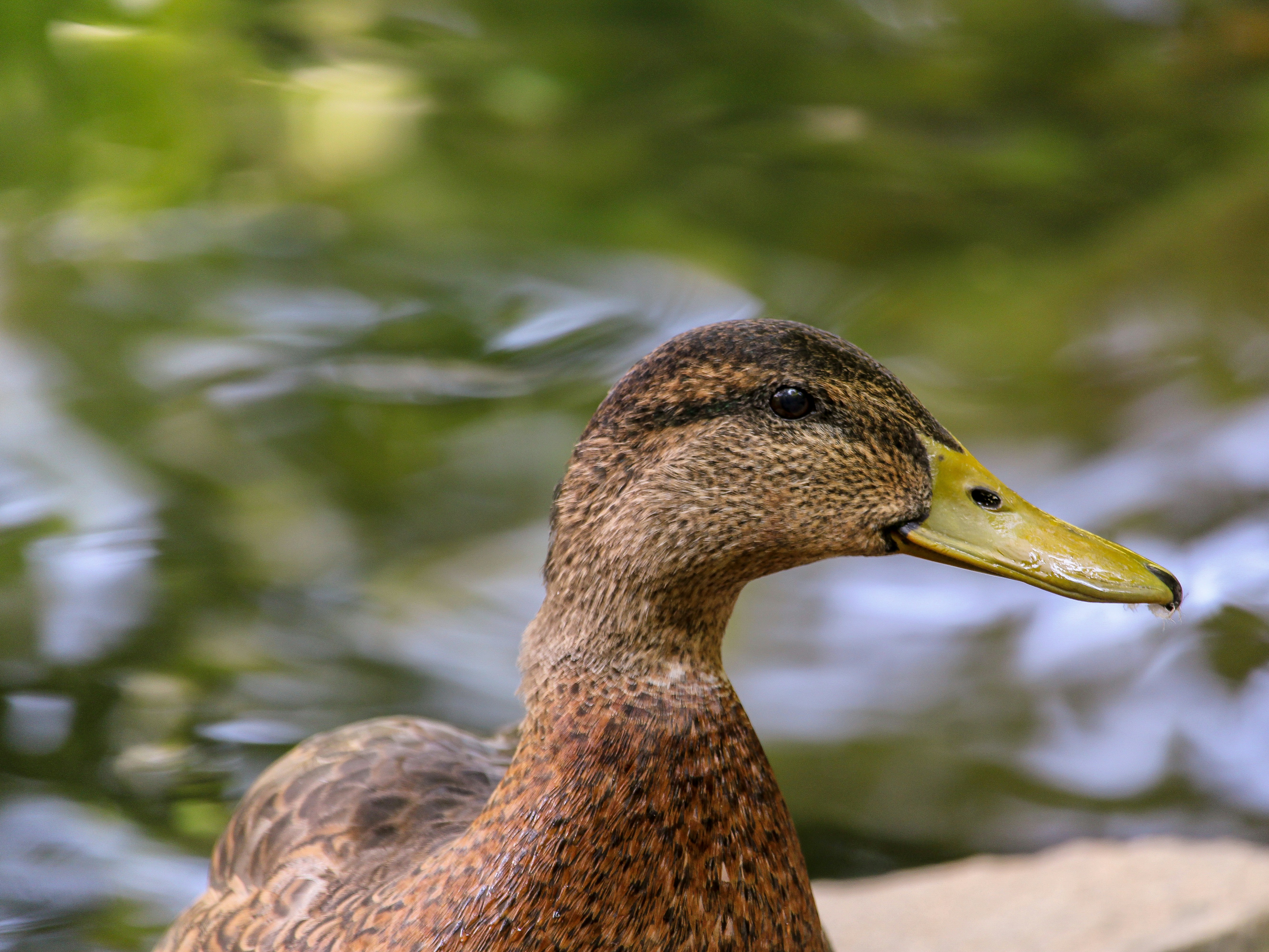 Amber Eye Above Water: Close-Up Mallard Portrait