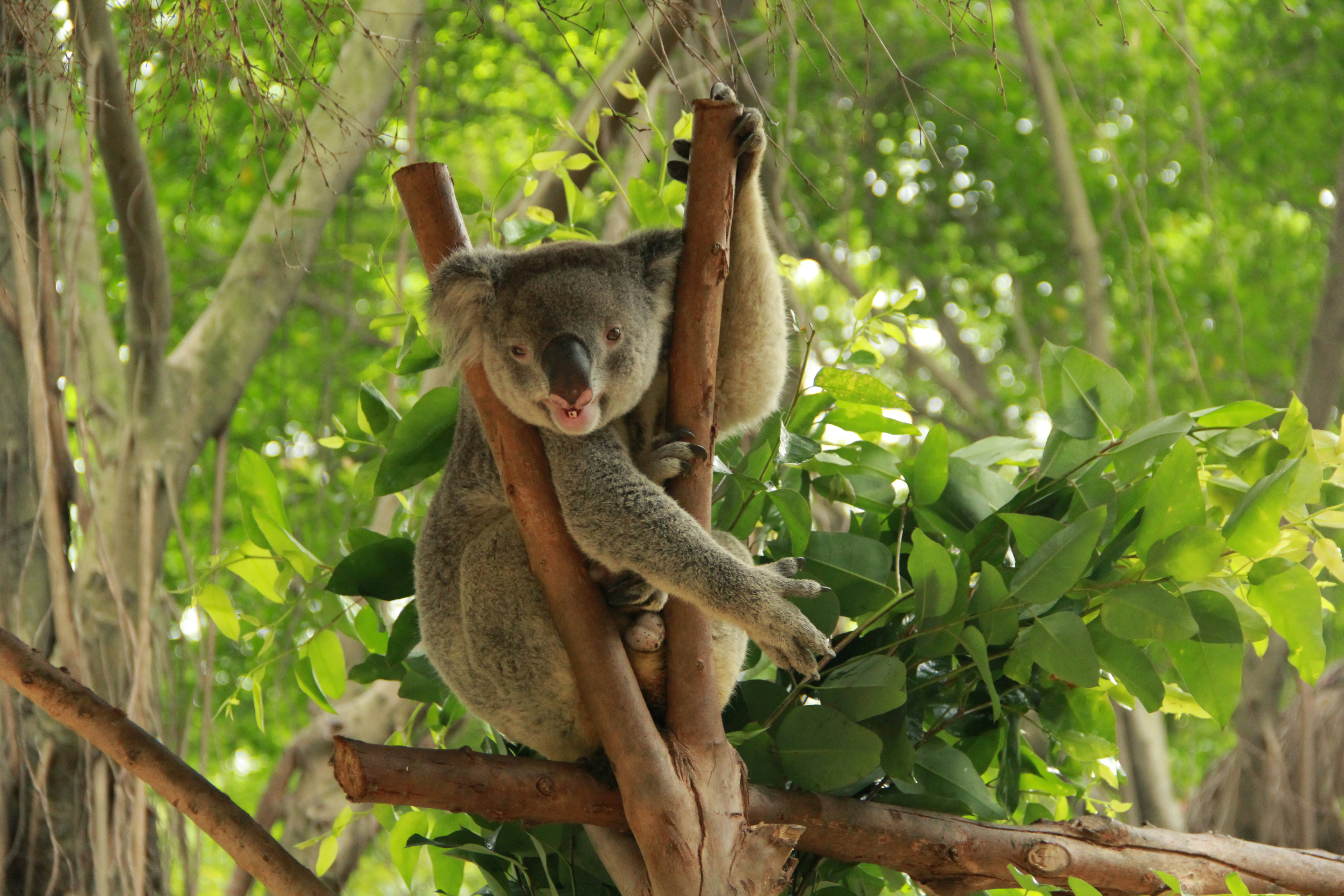 Photographed on May 9, 2017.One-day tour of Chimelong Safari Park