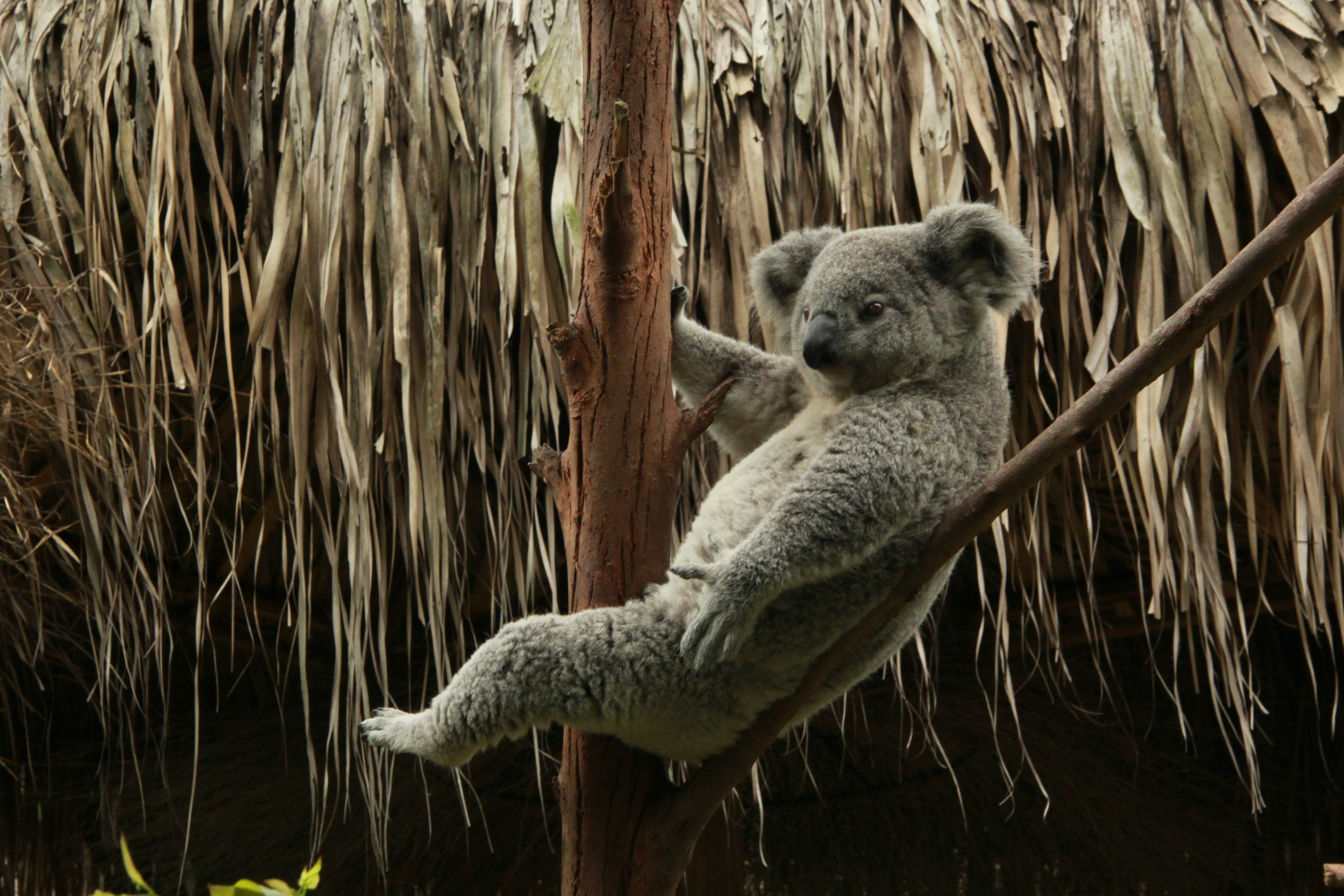Photographed on May 9, 2017.One-day tour of Chimelong Safari Park