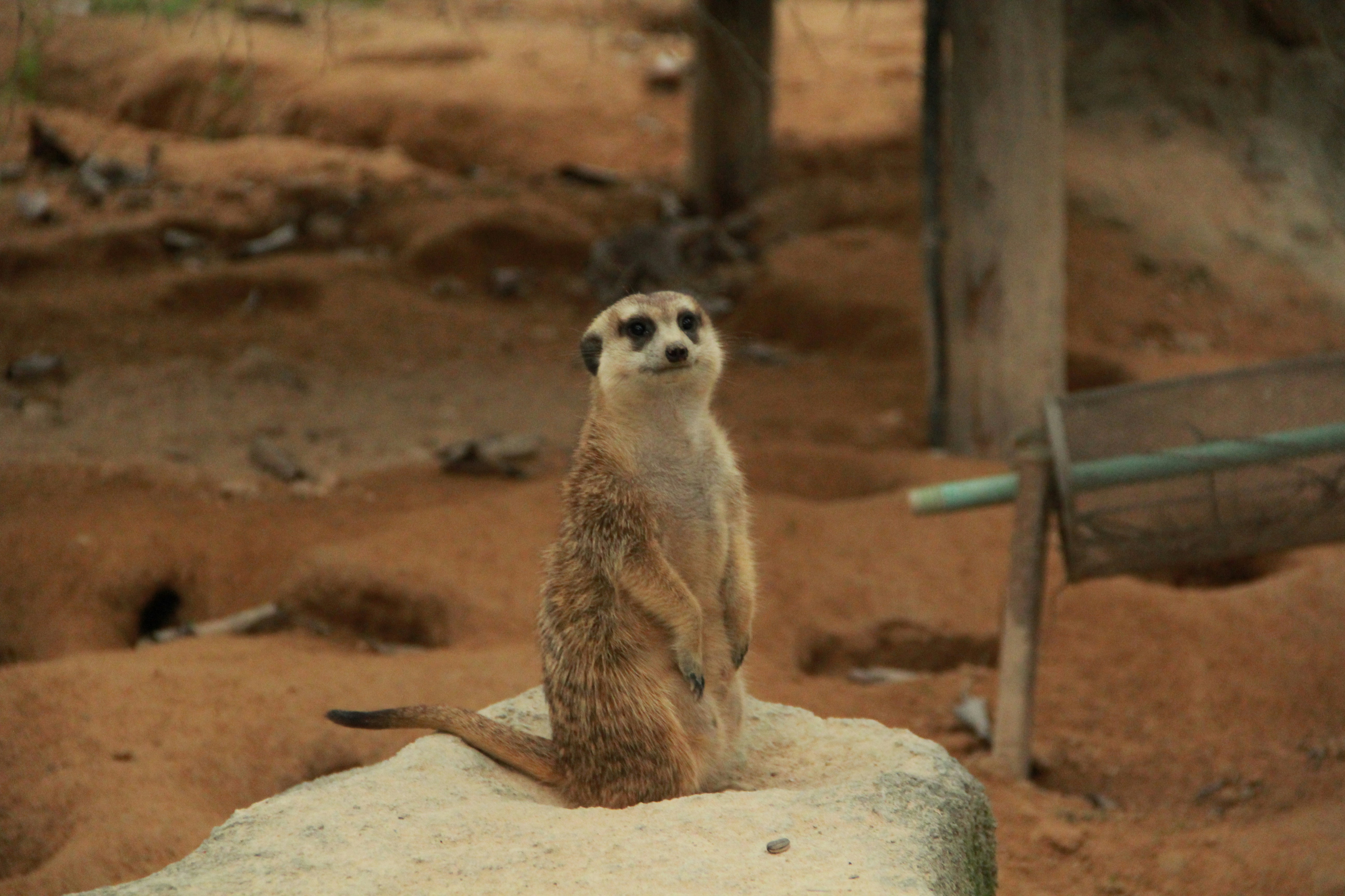 Meerkat Sentry on a Sun-Warmed Rock in a Dusty Outback