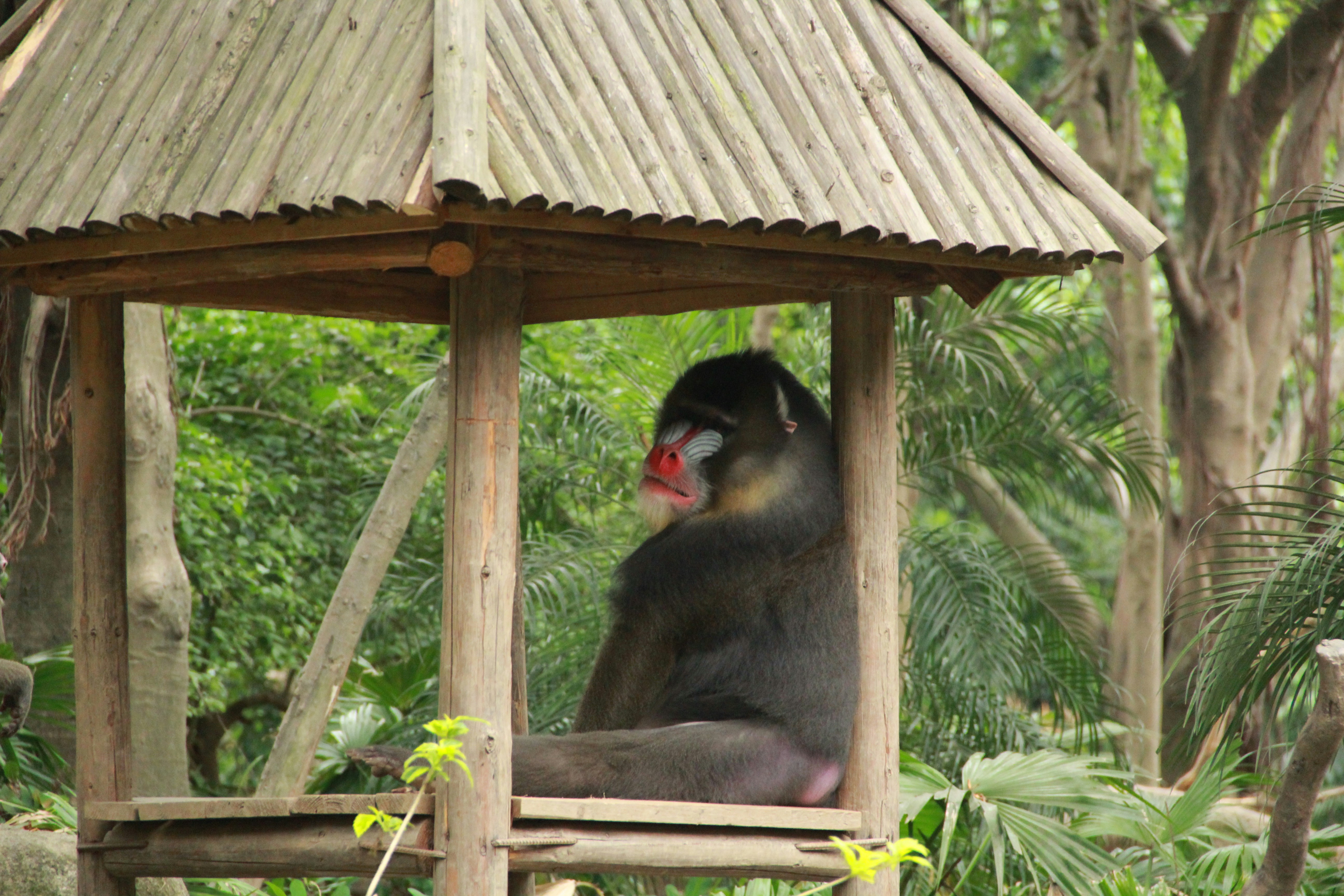 Photographed on May 9, 2017.One-day tour of Chimelong Safari Park