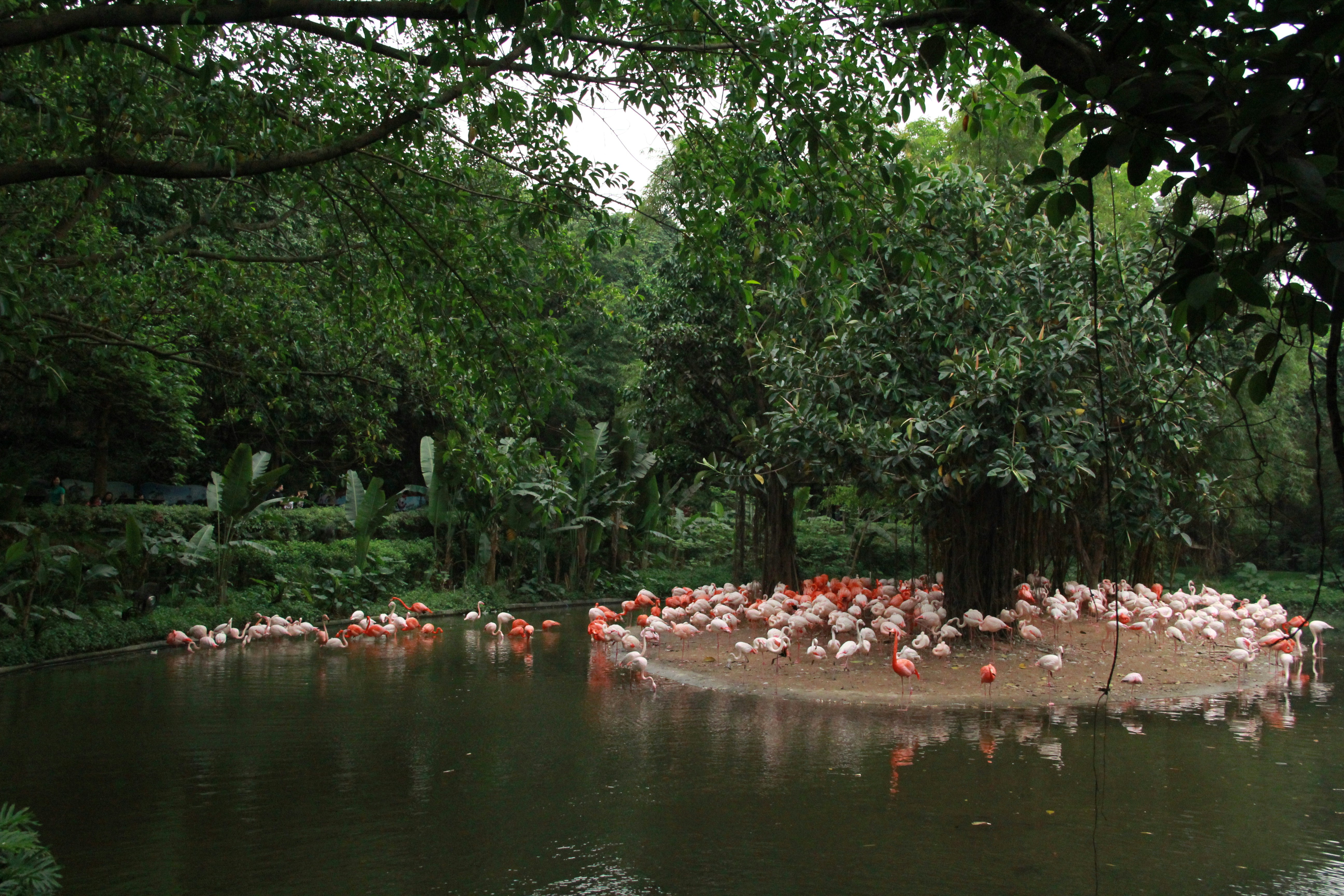 Photographed on May 9, 2017.One-day tour of Chimelong Safari Park