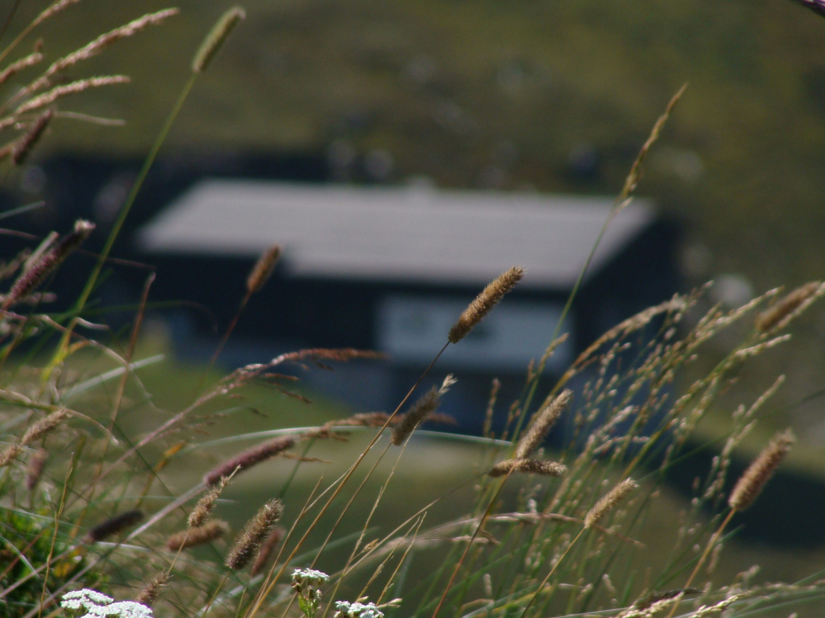 A dark building seen through tall grass.