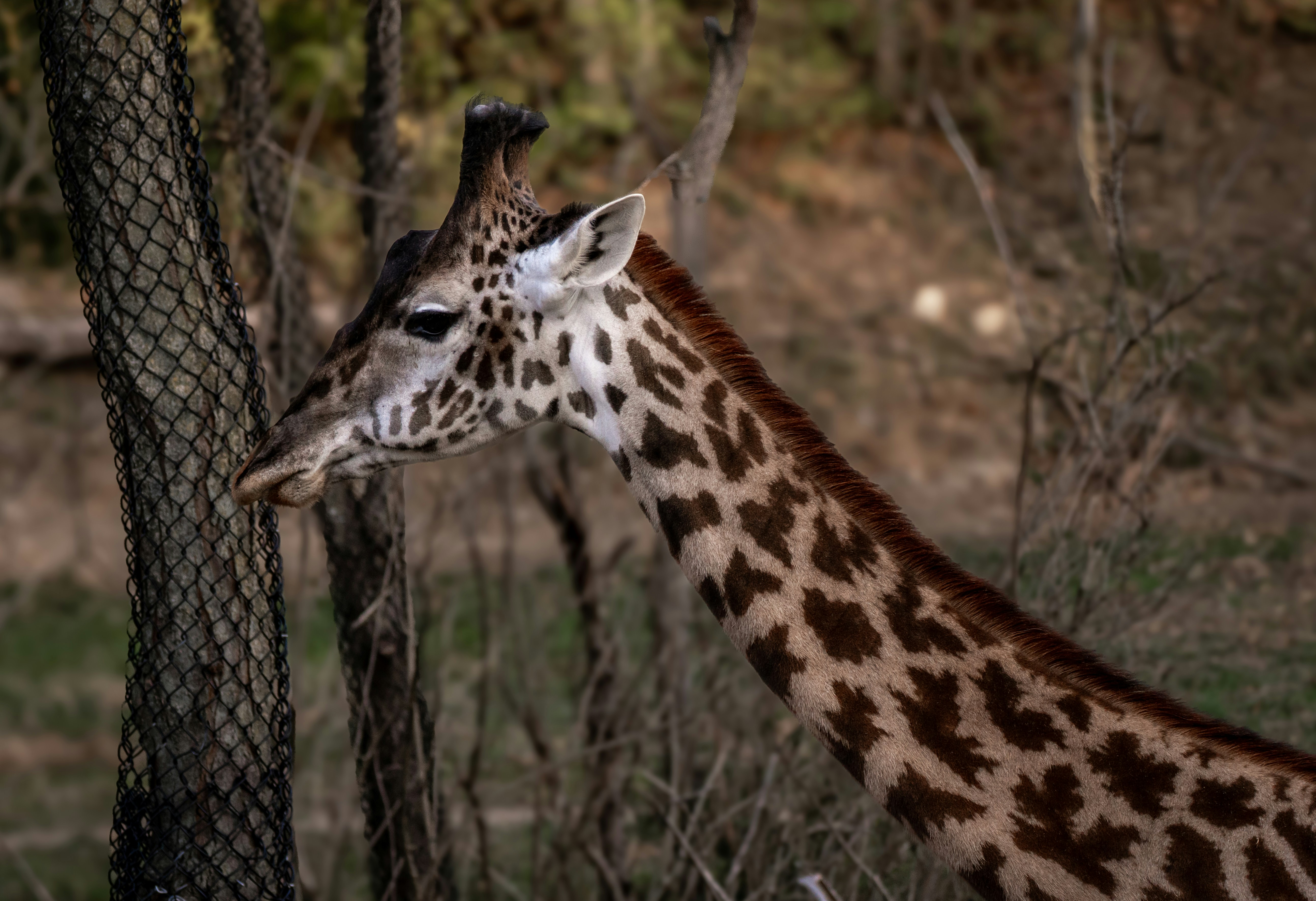 Curious Giraffe Peers Through a Chain-Link Fence