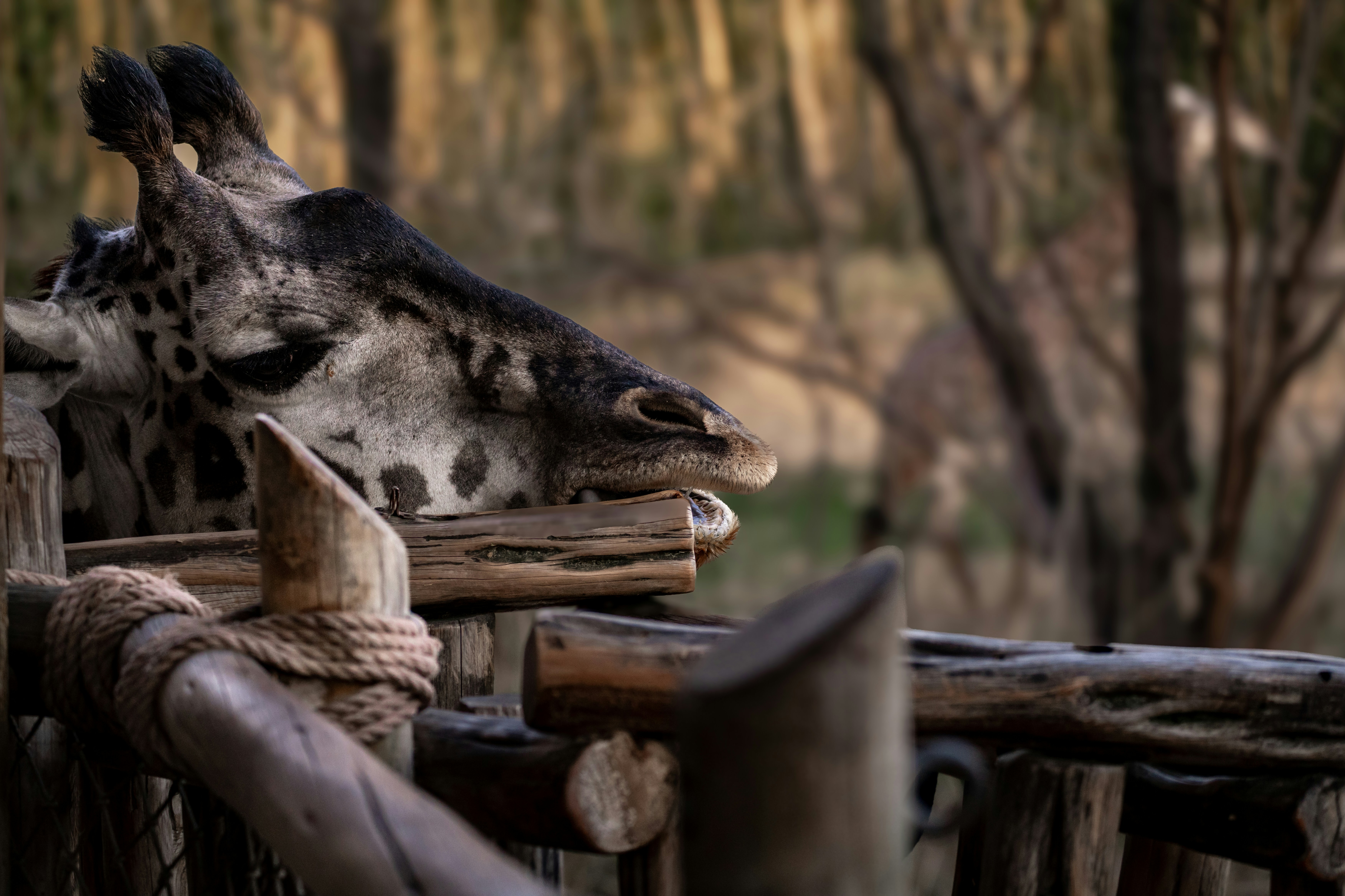 Photos from the Cincinnati Zoo mid November 2025.