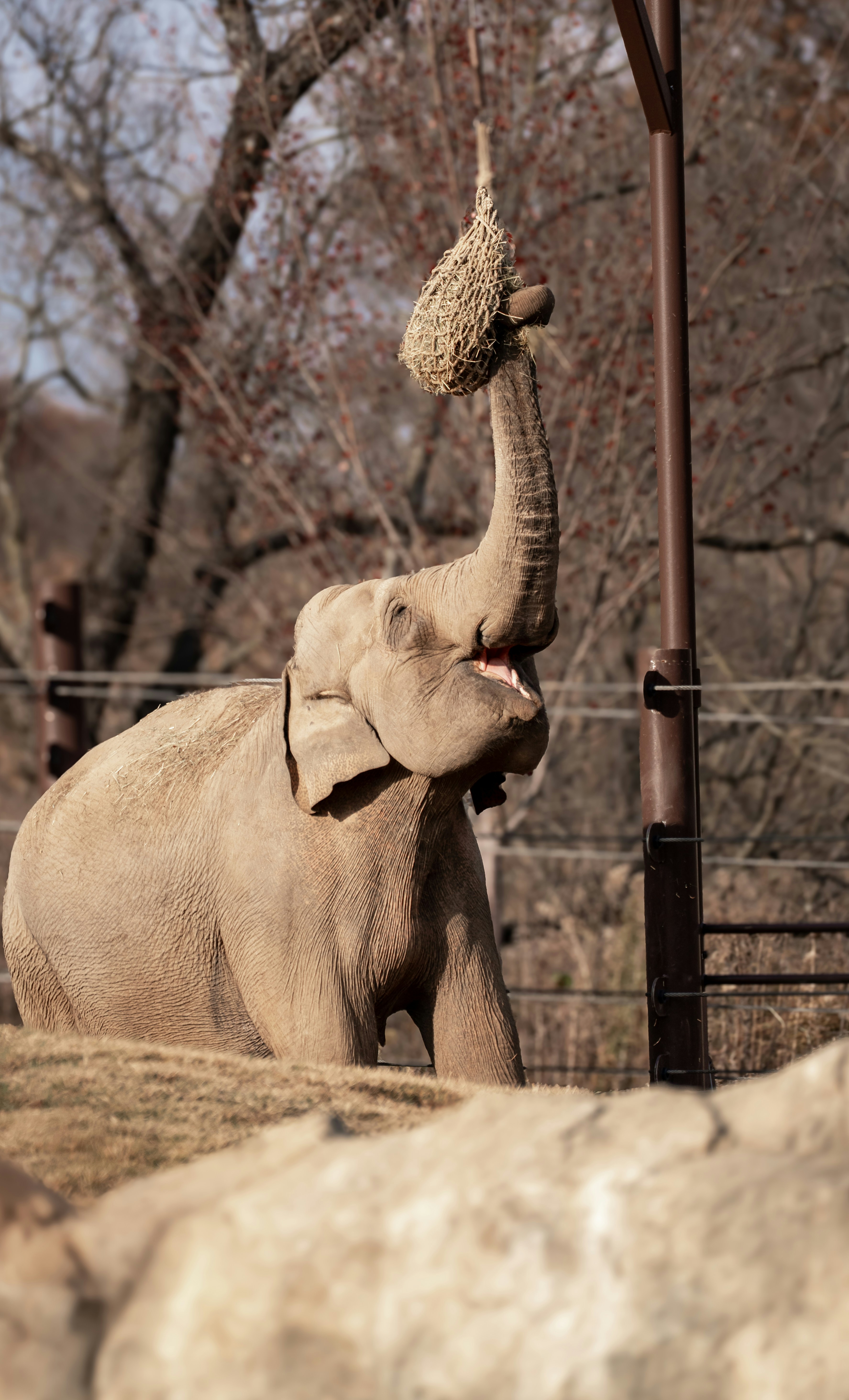 Elephant reaching for a hay ball hanging from pole photo – Free Animal ...