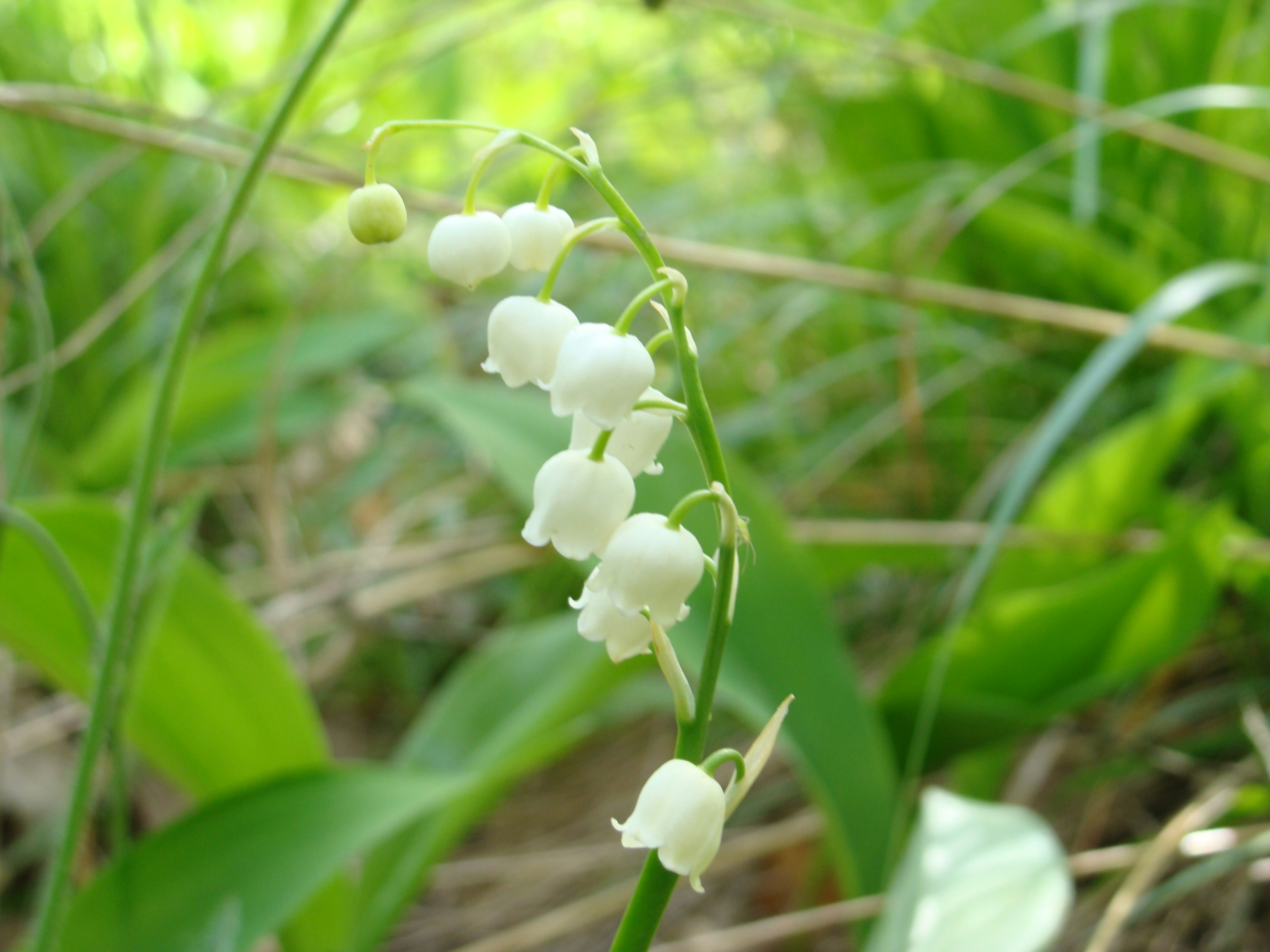 Delicate white lily of the valley flowers bloom.