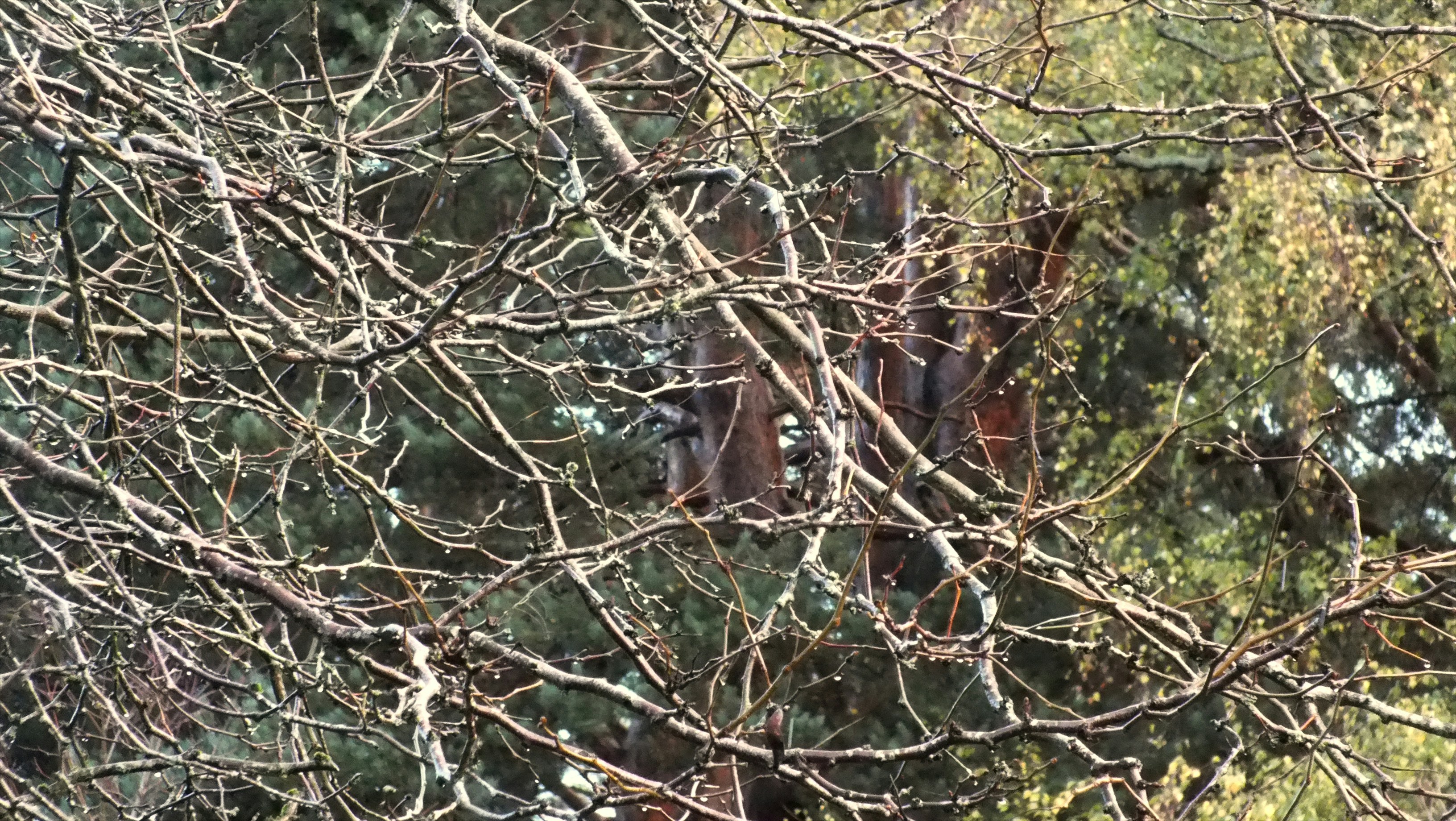 Bare tree branches in front of evergreen trees photo – Free Forest ...
