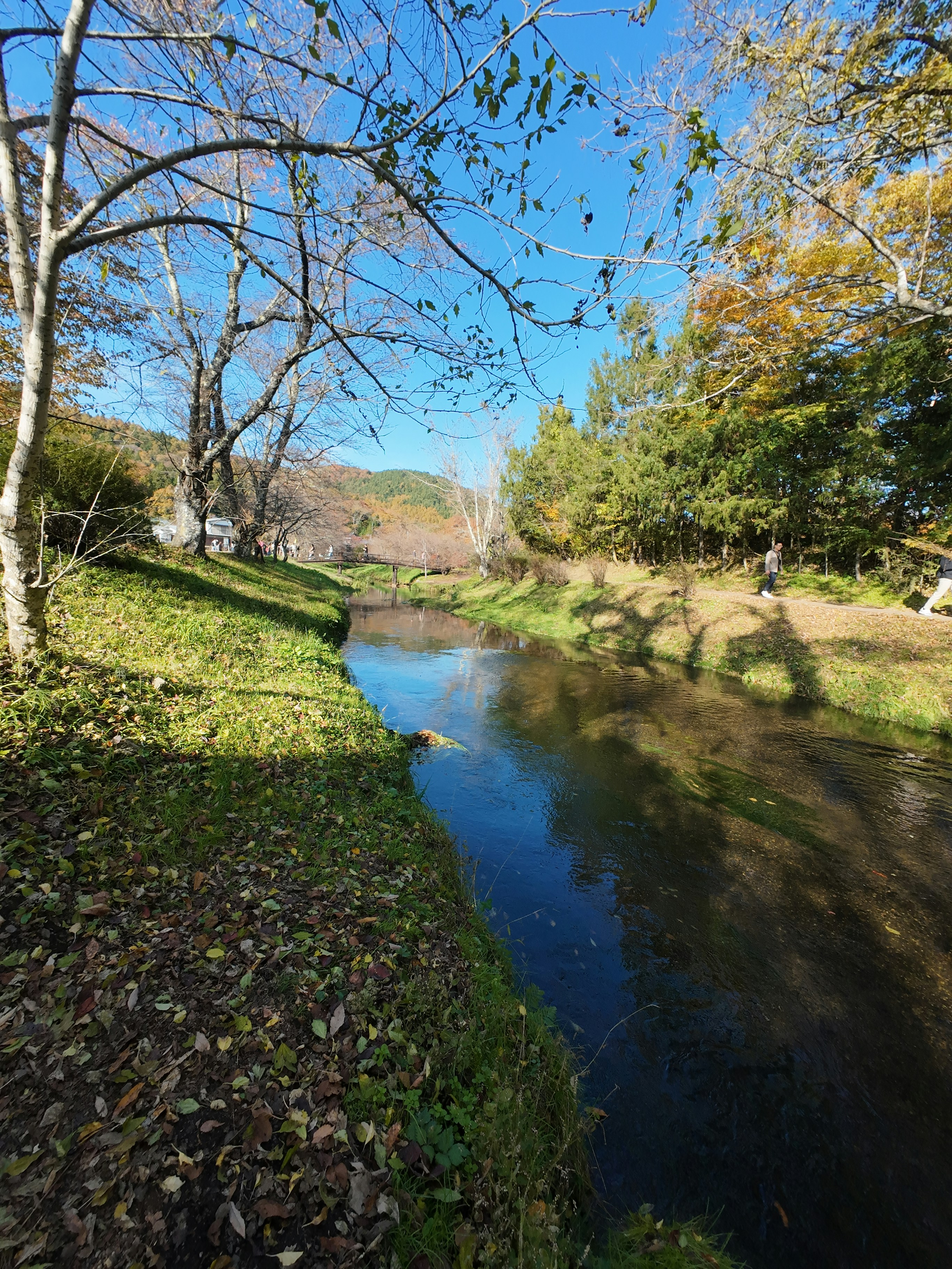 A calm stream flows through a grassy park with trees.