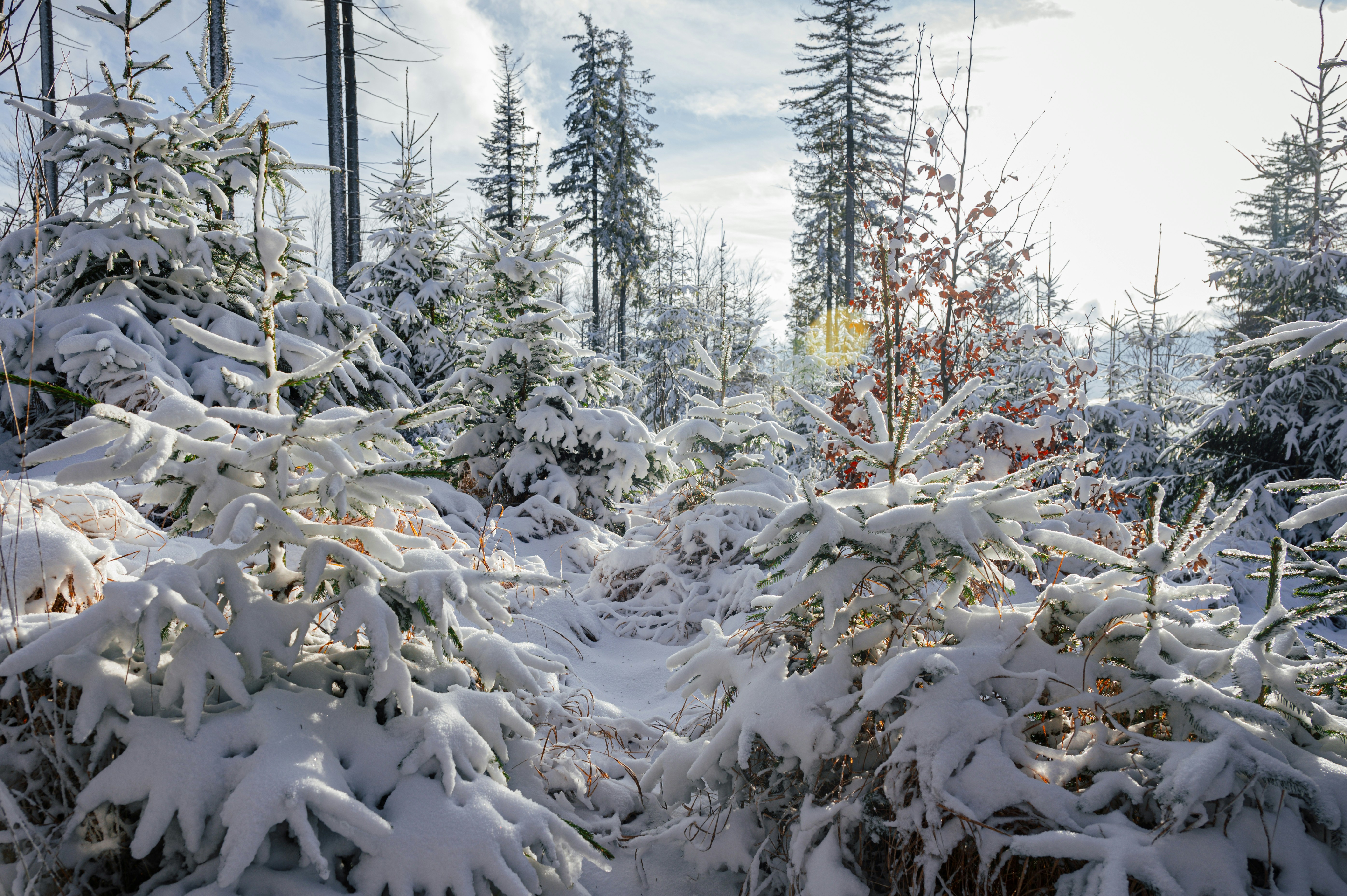 Dawn Light Pierces a Frost-Wrapped Pine Corridor