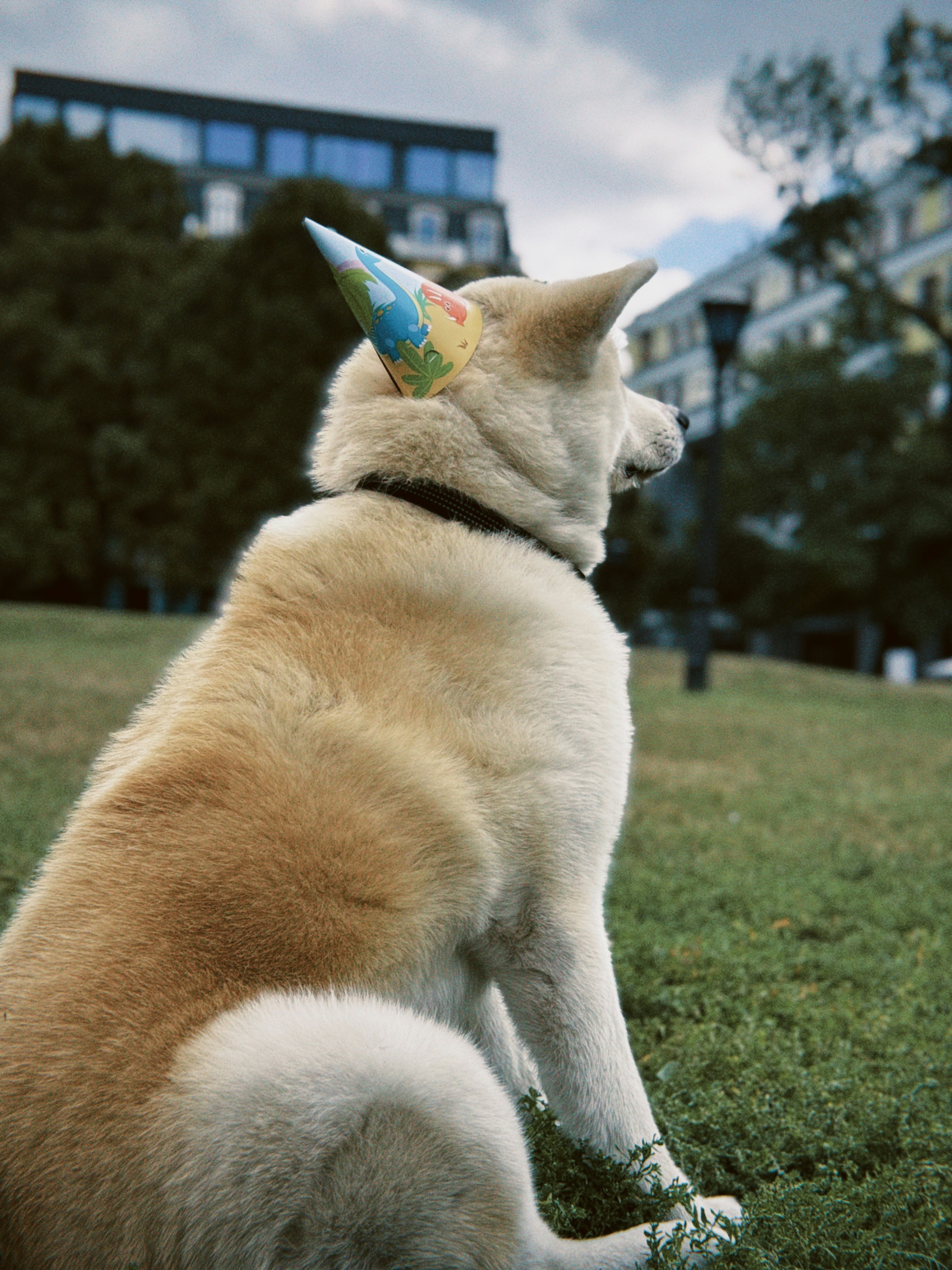 Parkside Pup in a Birthday Hat, Gazing Toward the Right