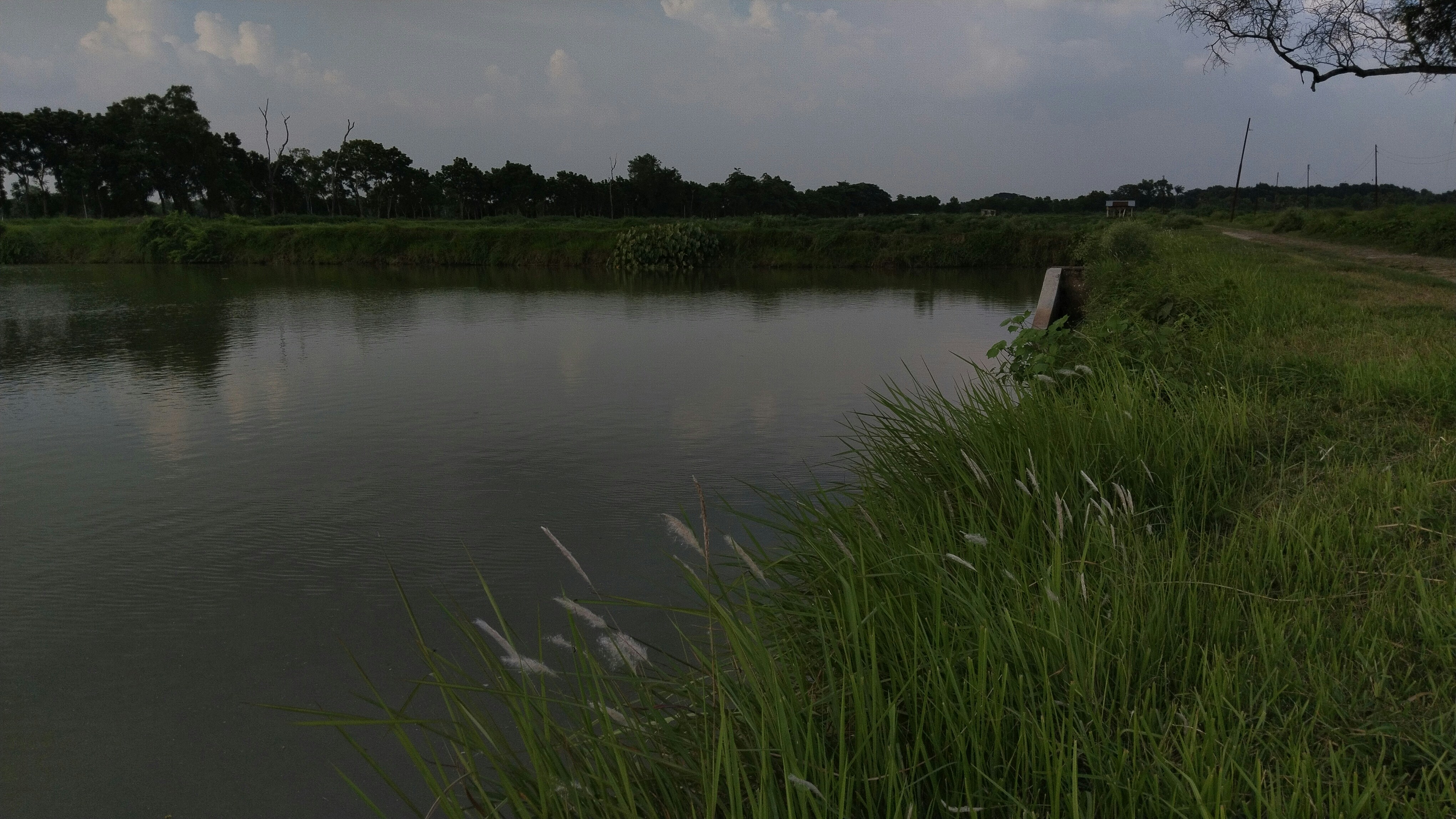 Calm pond surrounded by green grass and trees.