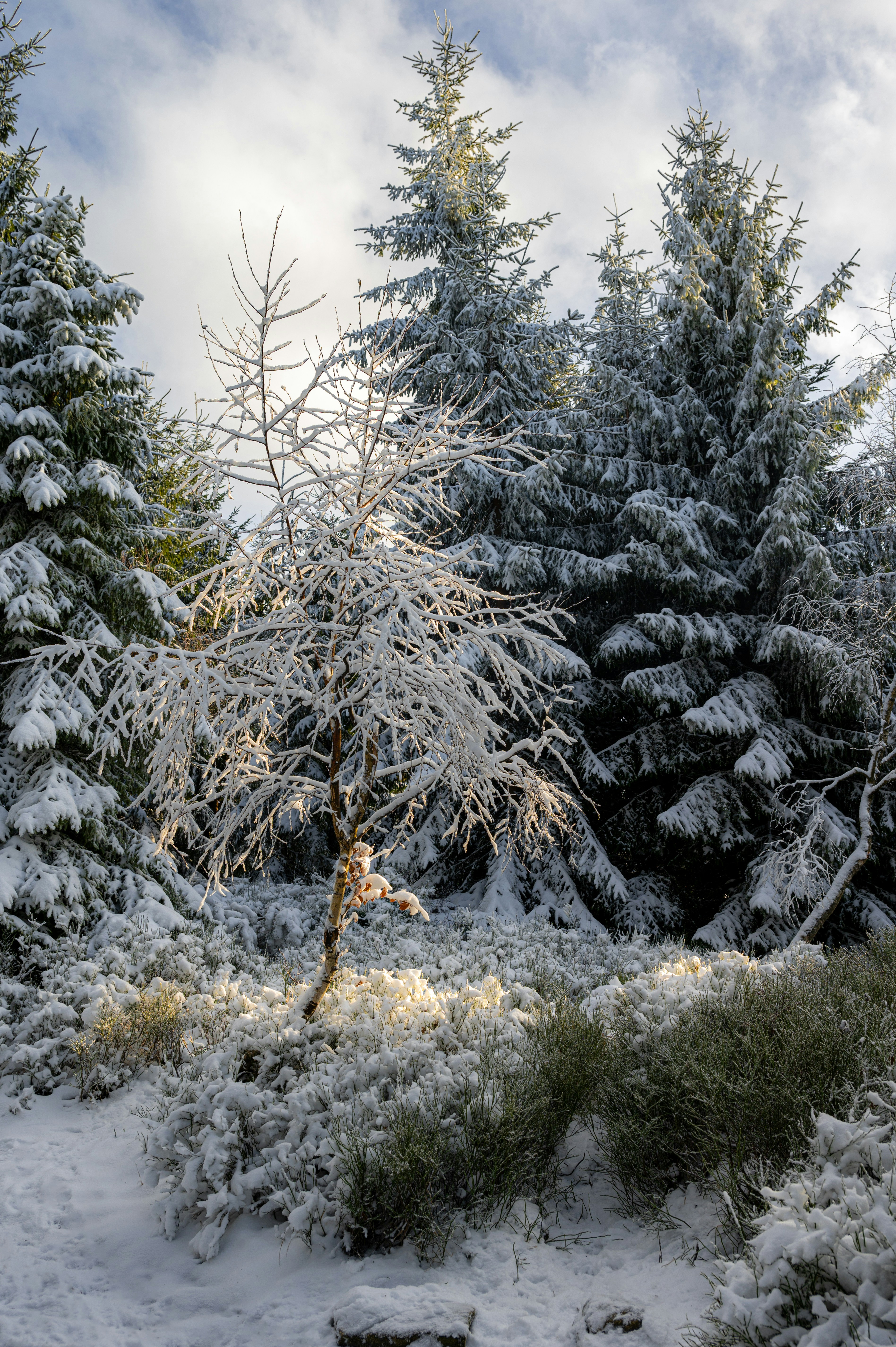 Lone frost-kissed sapling stands among a cathedral of pines