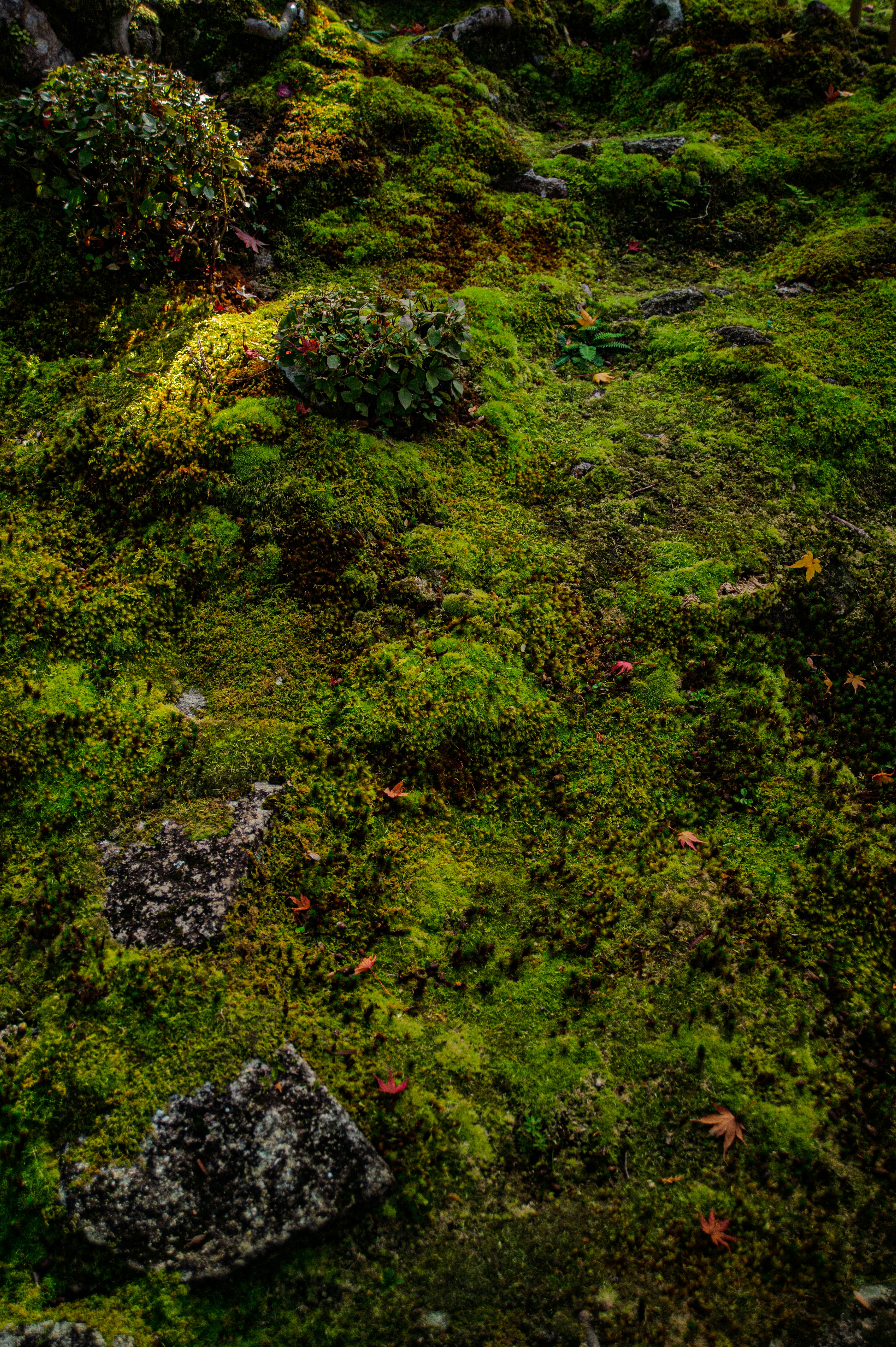 Emerald Carpet: Moss and Rocks on a Quiet Forest Floor