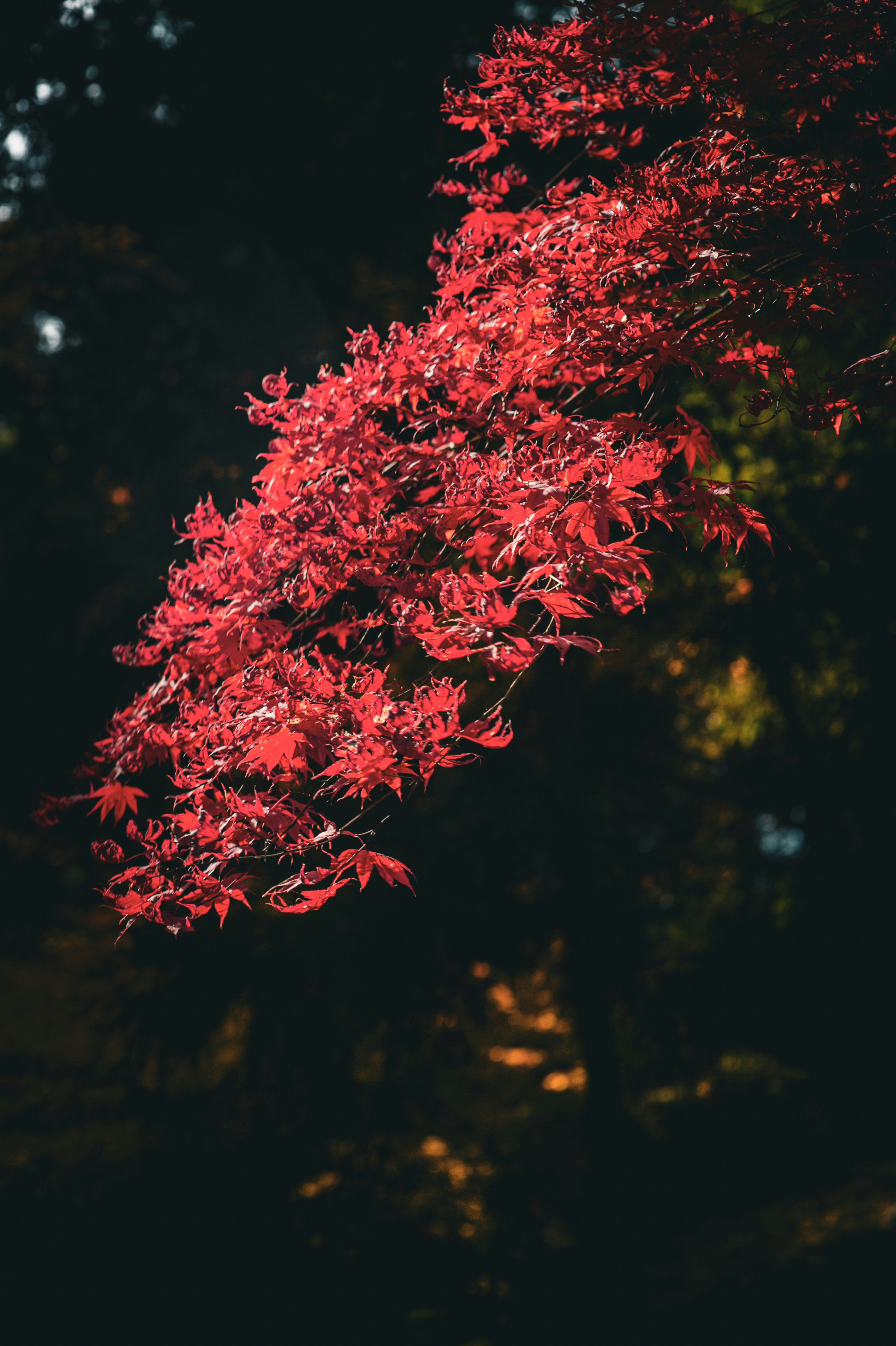 Crimson Maple Arc Against a Velvet Forest Backdrop