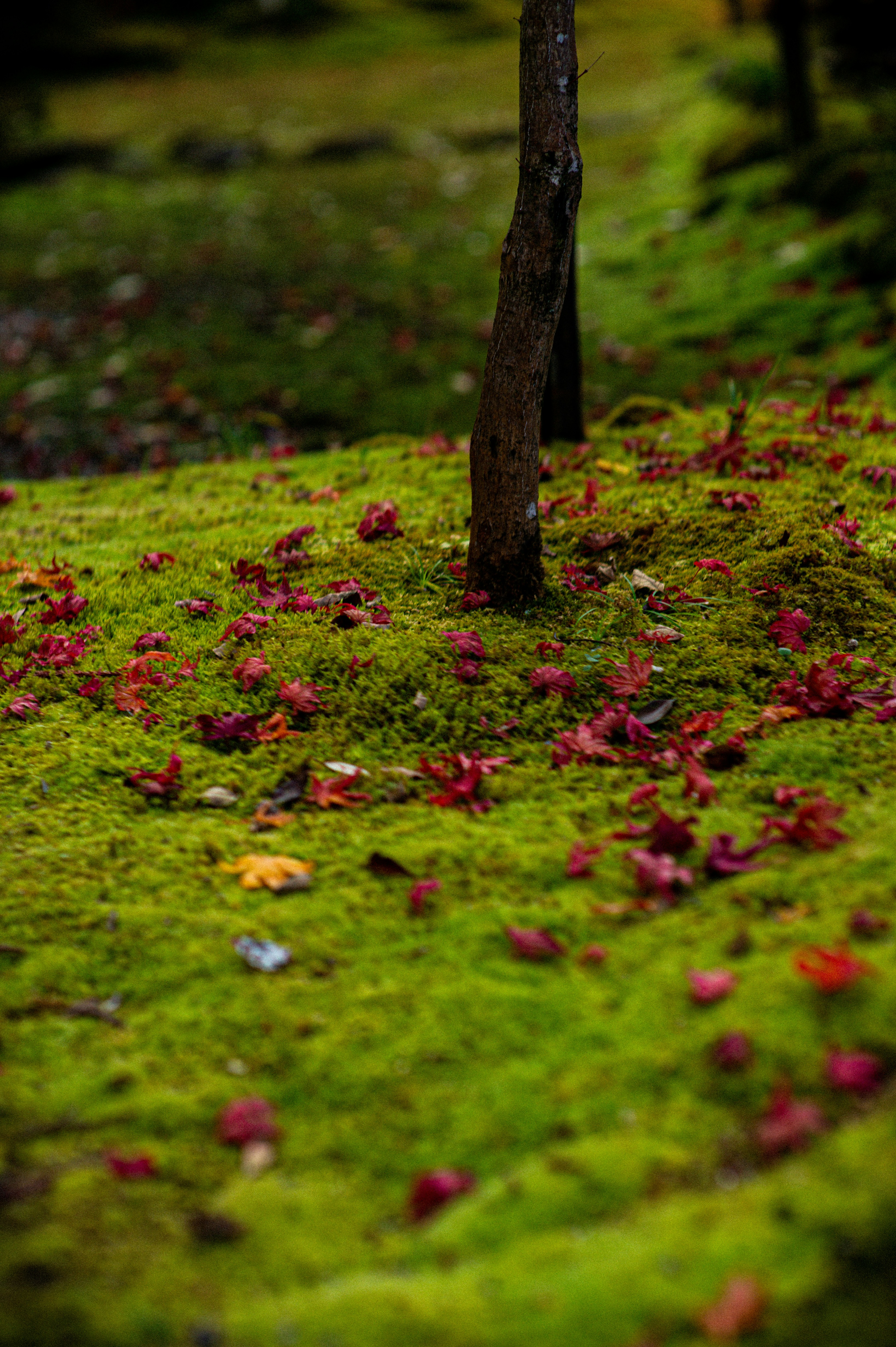 Photo by 5010 with Nikon Df