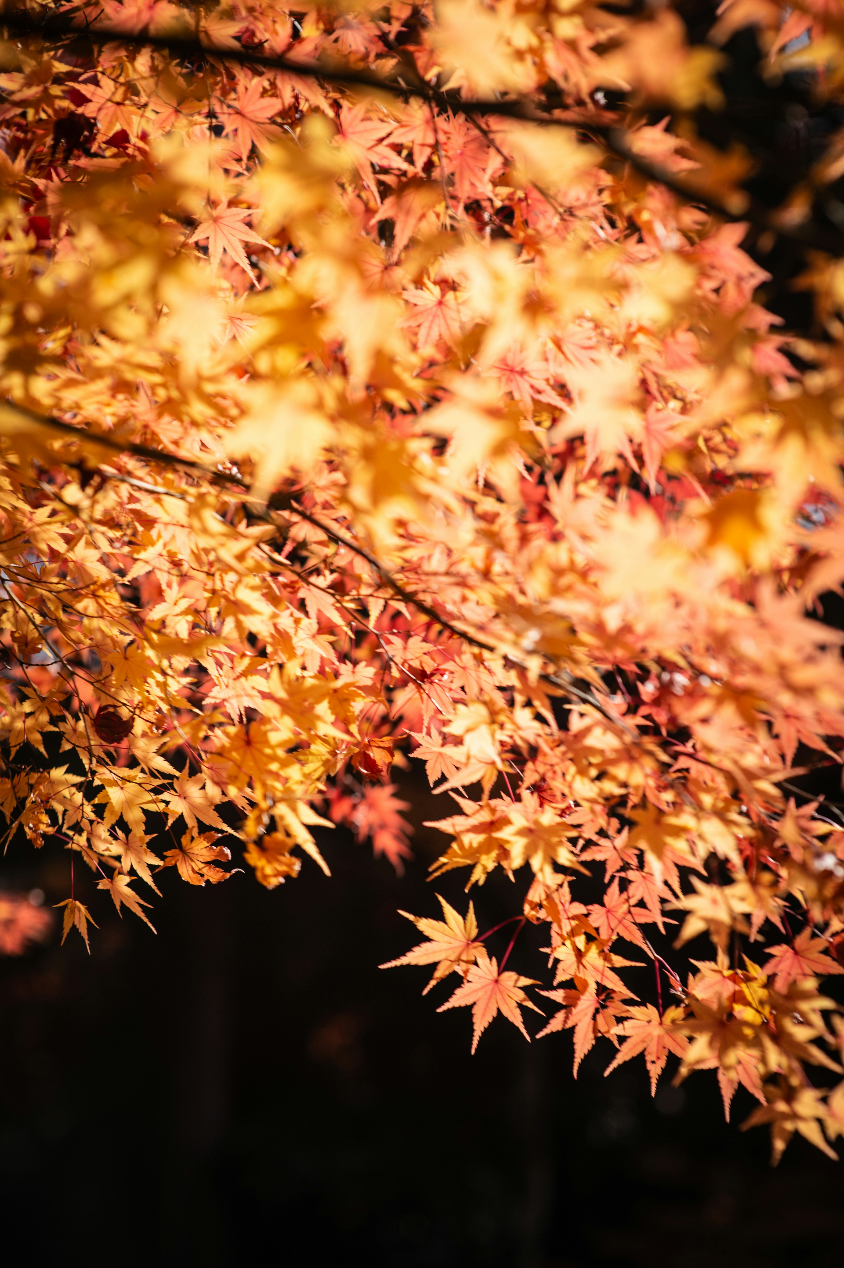 Crimson Amber Canopy: A Quiet Autumn Moment