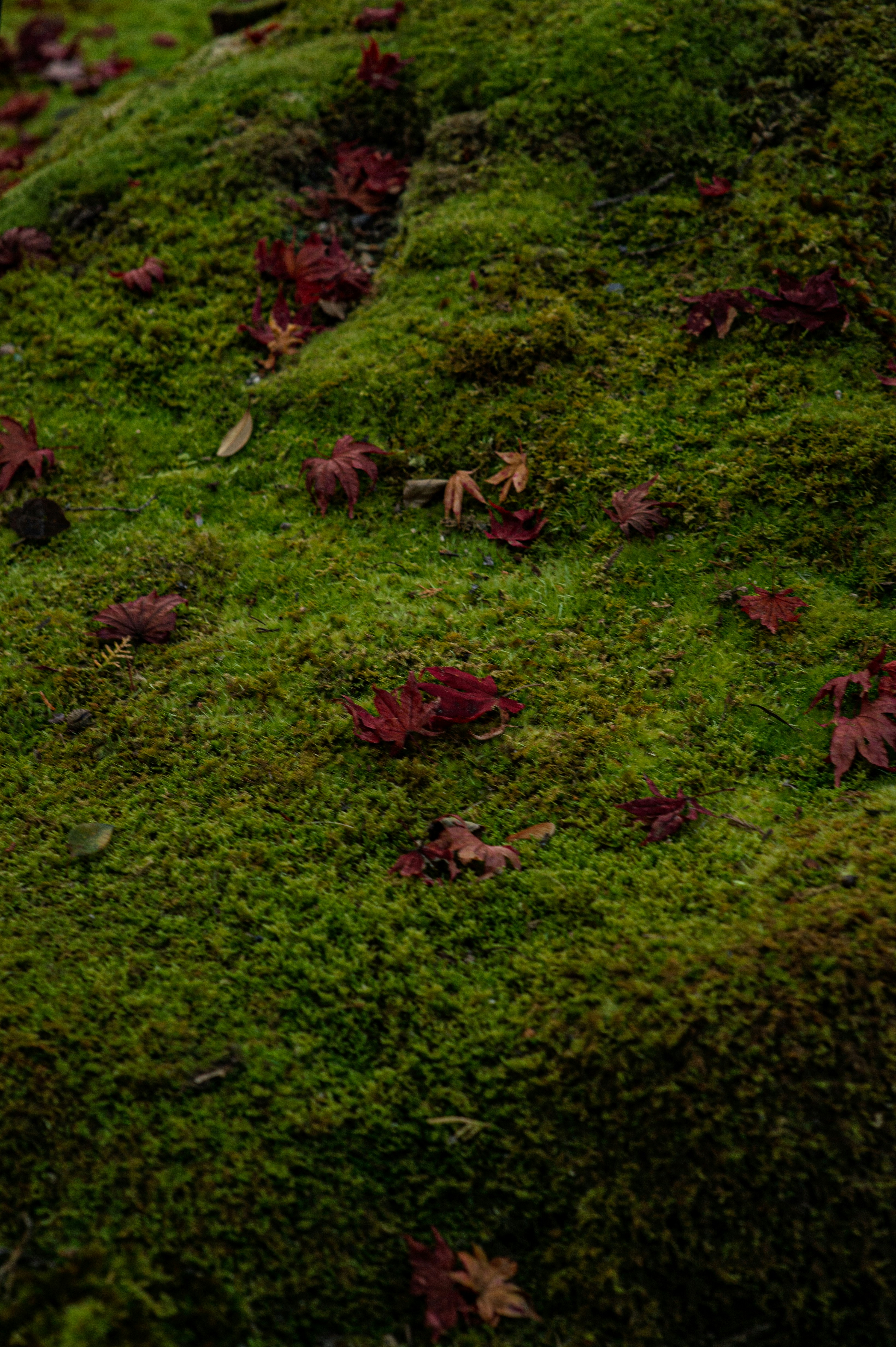 Crimson Fragments on a Mossy Patch