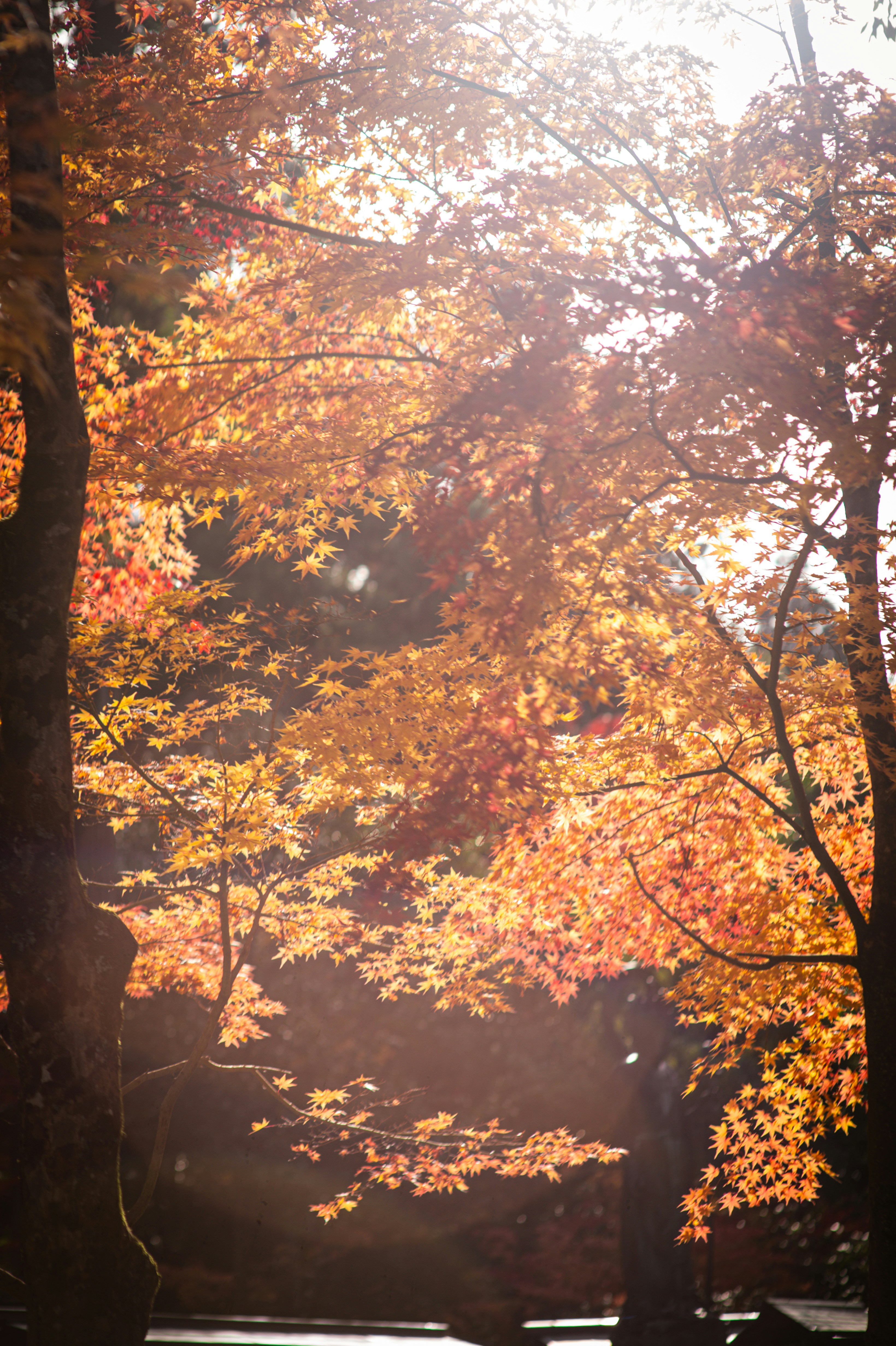 Backlit Maple Canopy: Autumn Light Filtering Through Foliage