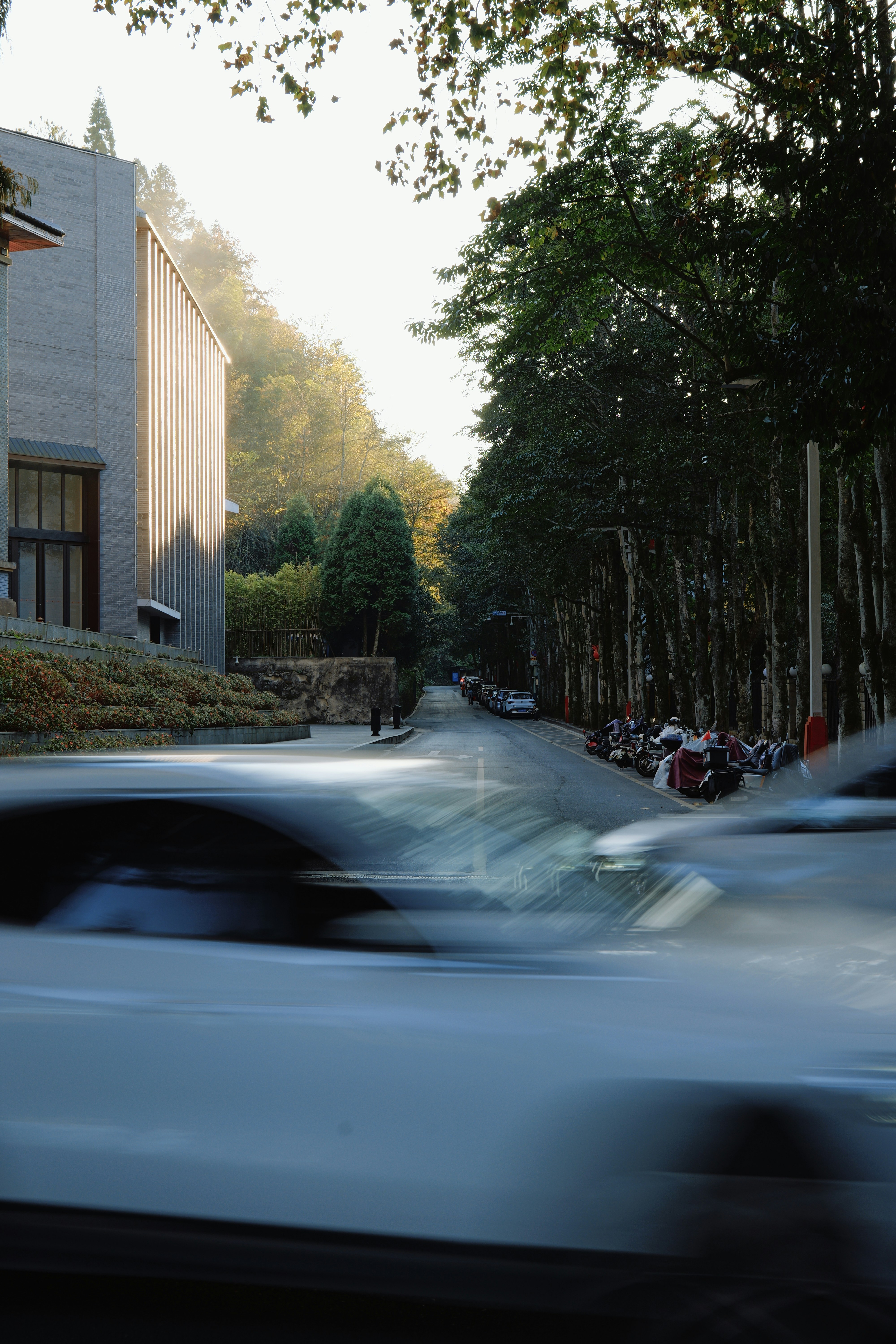 Cars blurred on a tree-lined street next to building.